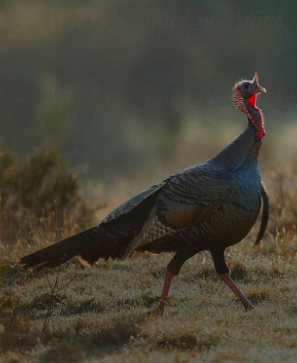 Our Impact - The National Wild Turkey Federation