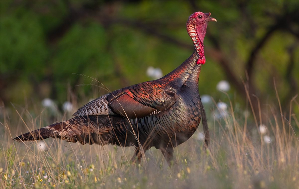 Southern Tier Local, NY - The National Wild Turkey Federation