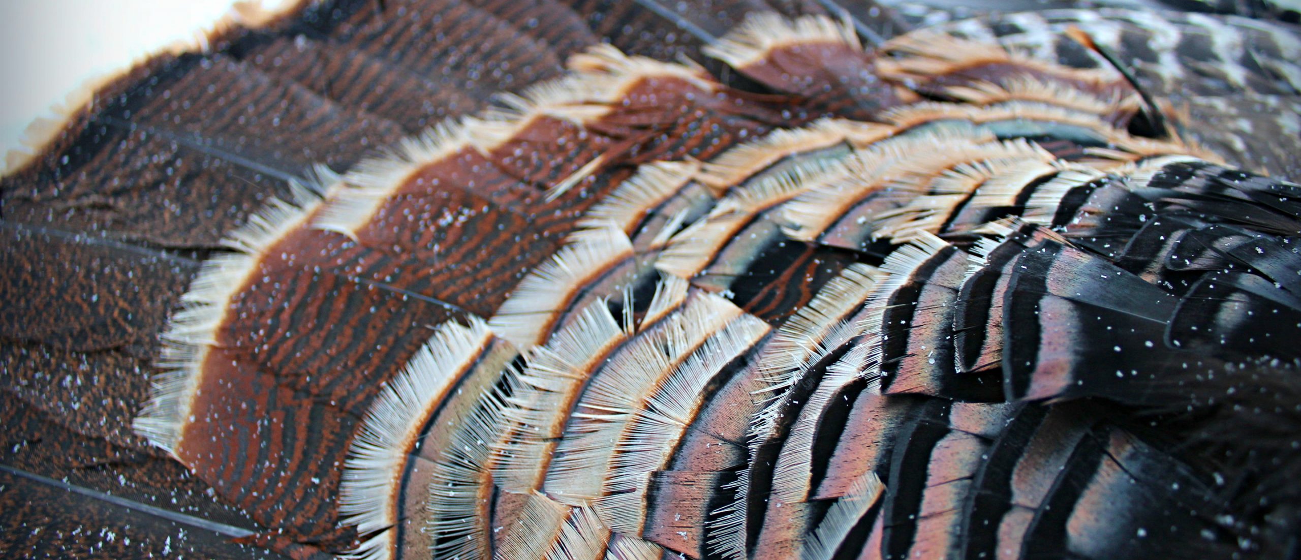 Chasing the Grand Slam - The National Wild Turkey Federation