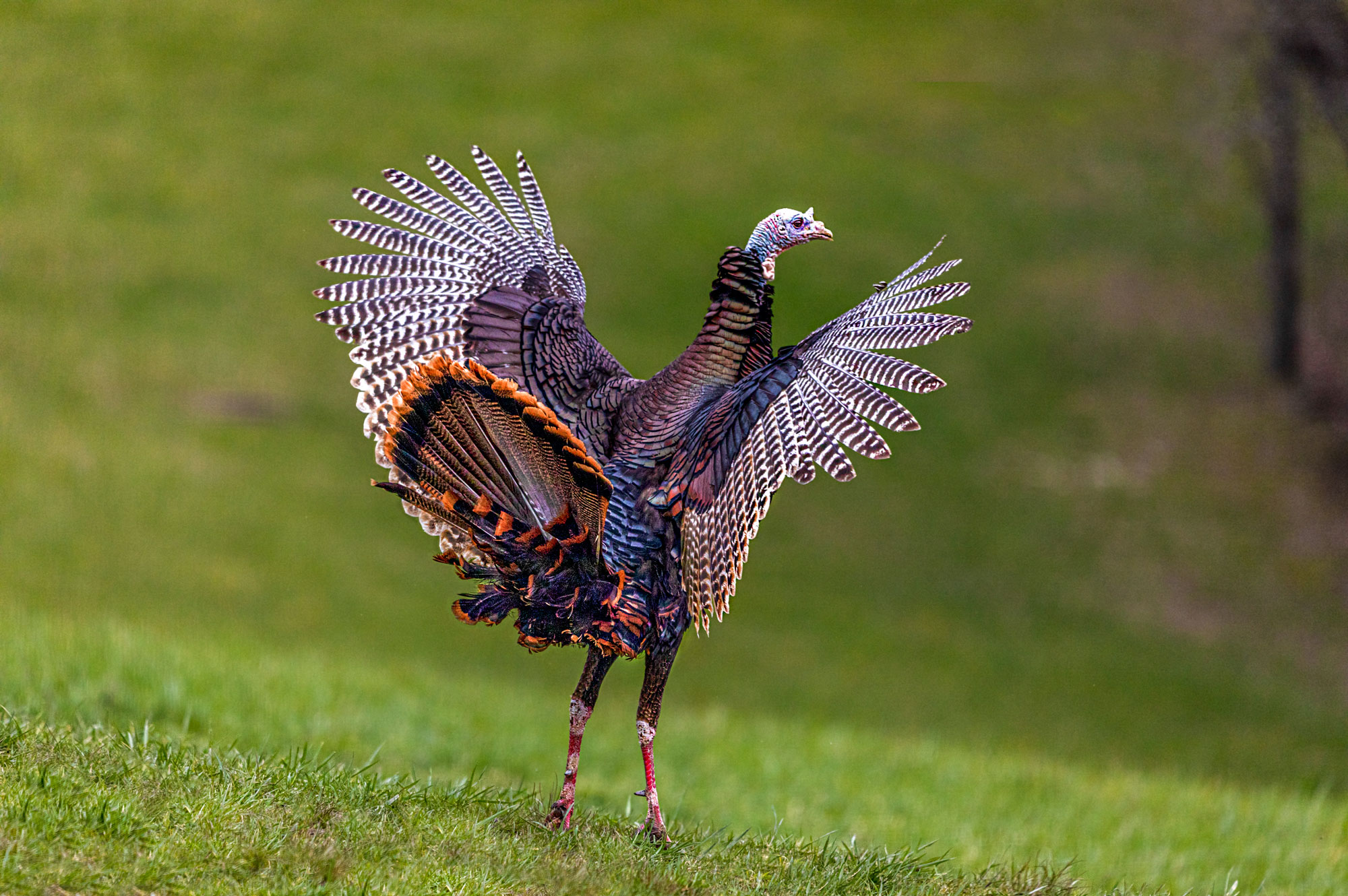 What’s Ailing Wild Turkeys? - The National Wild Turkey Federation