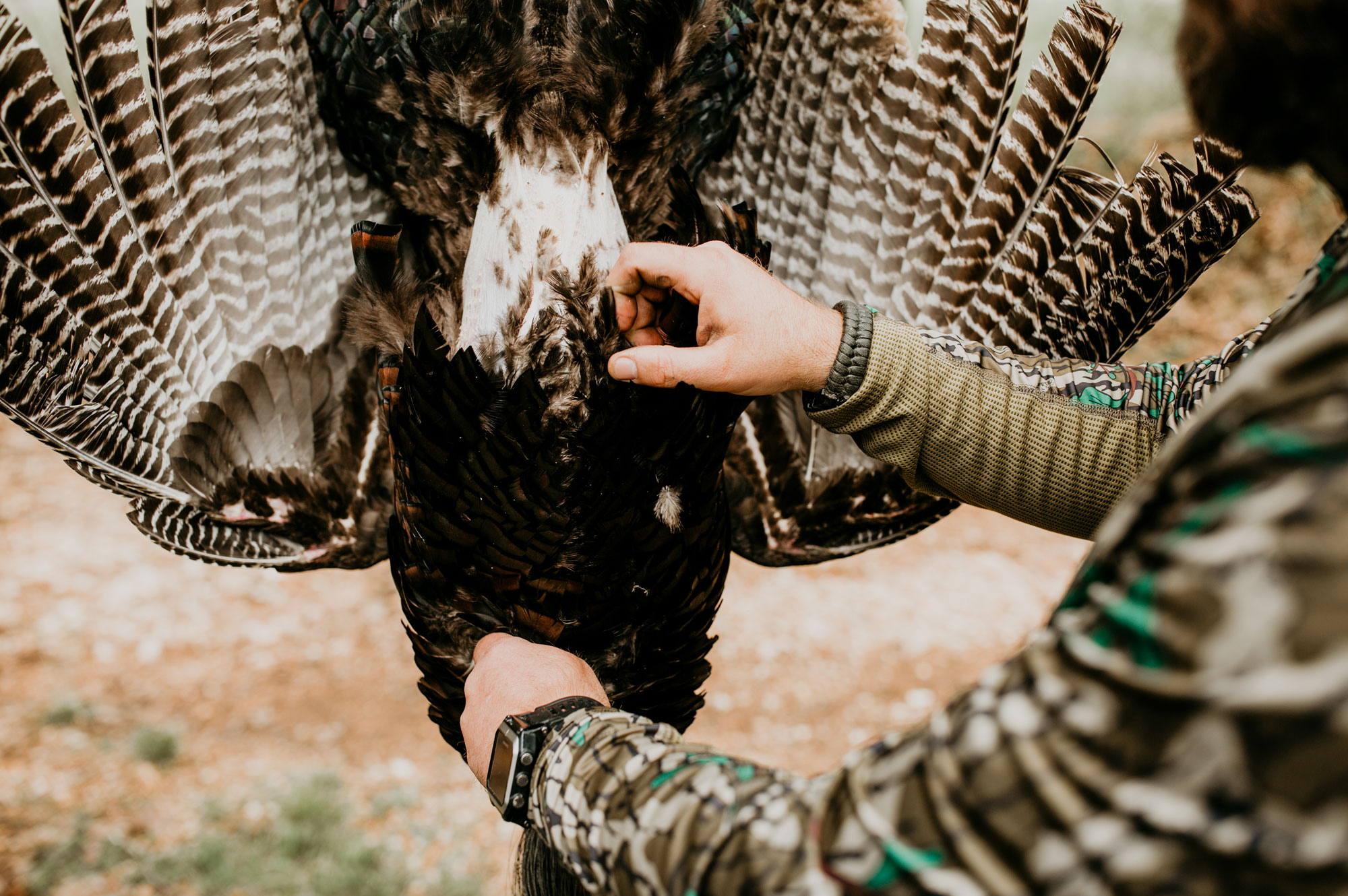 How To: Skinning Vs. Plucking - The National Wild Turkey Federation