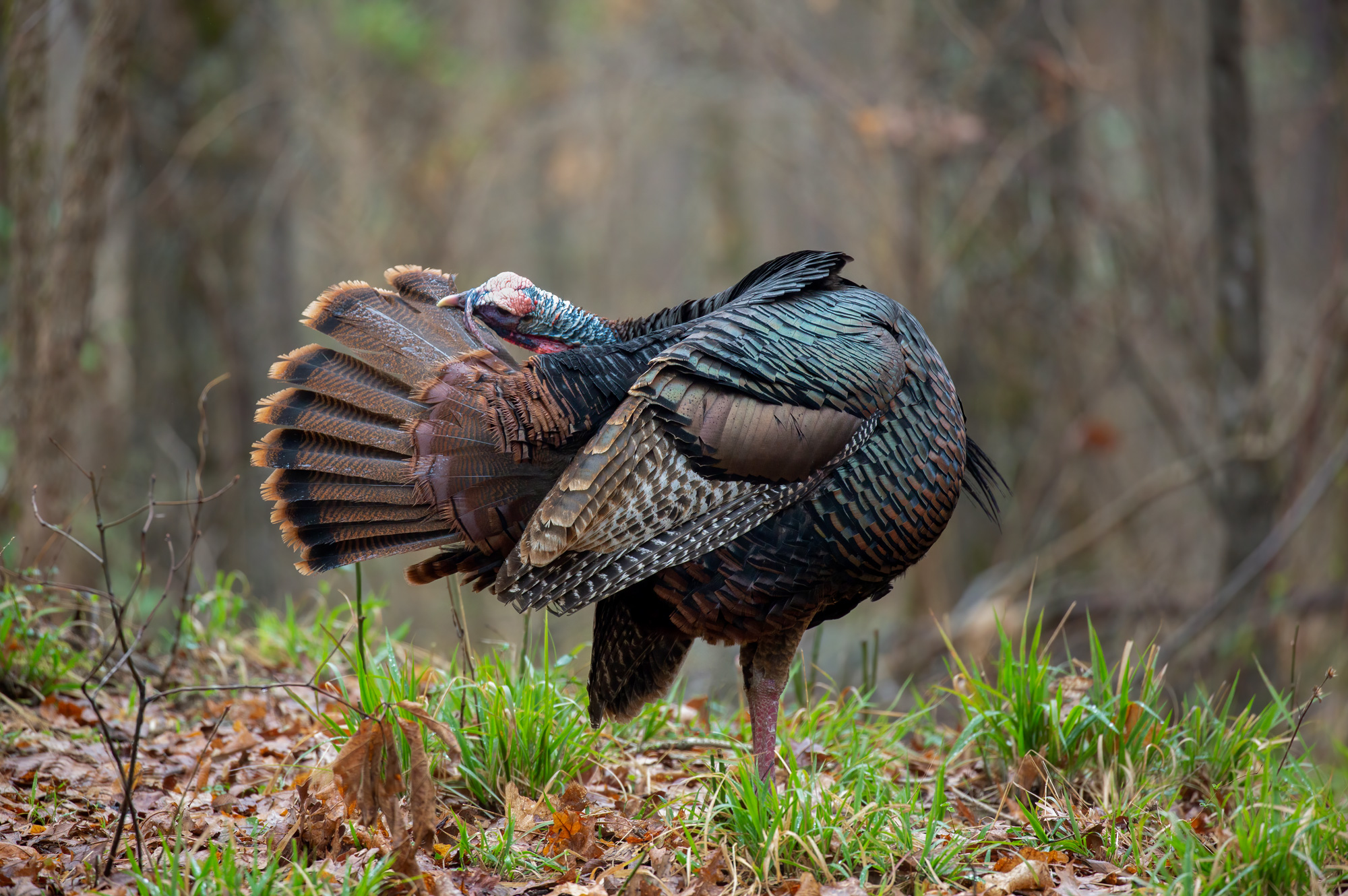 Wild Turkey Behavior - The National Wild Turkey Federation