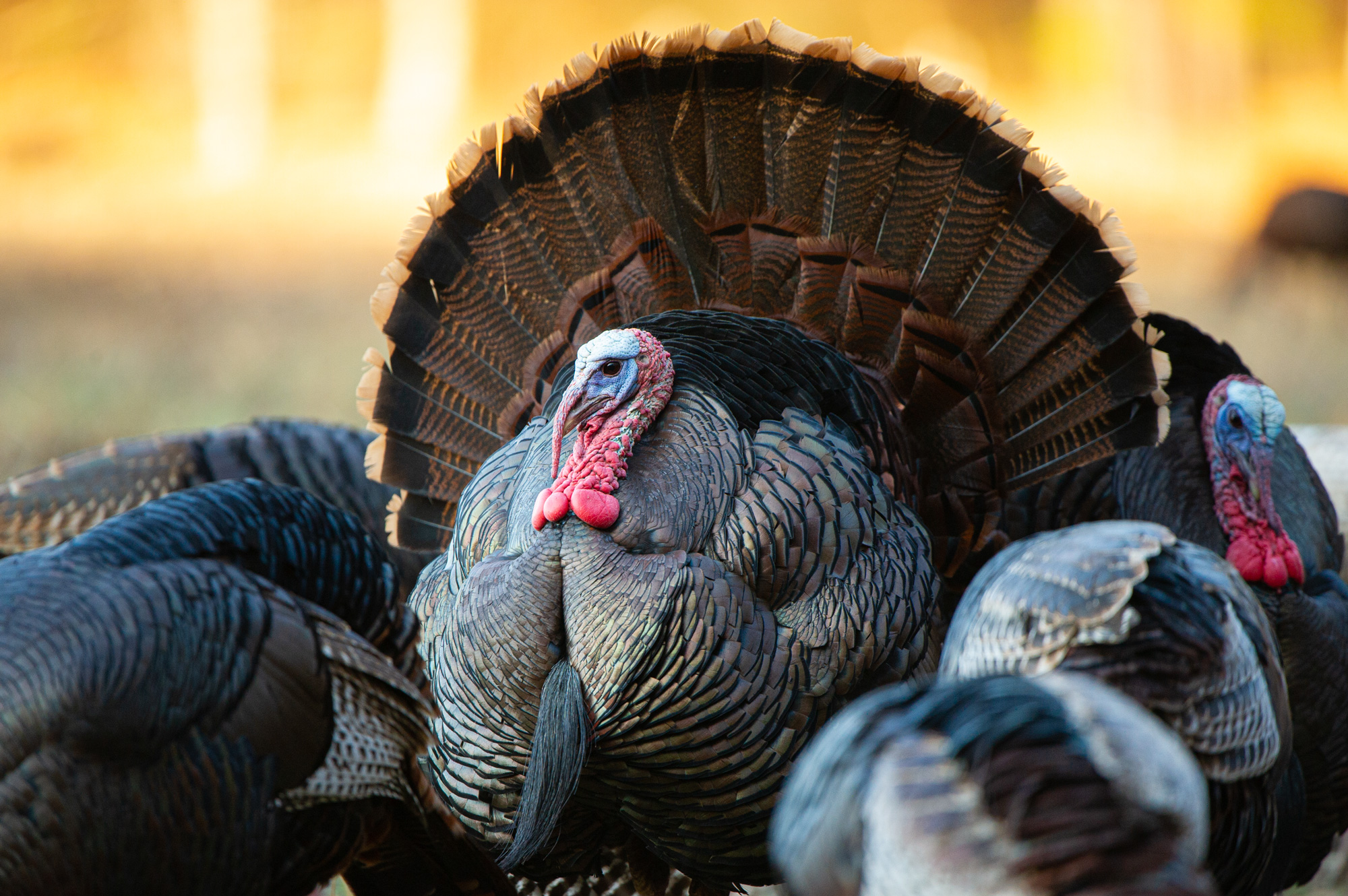 Wild Turkey Appearances - The National Wild Turkey Federation