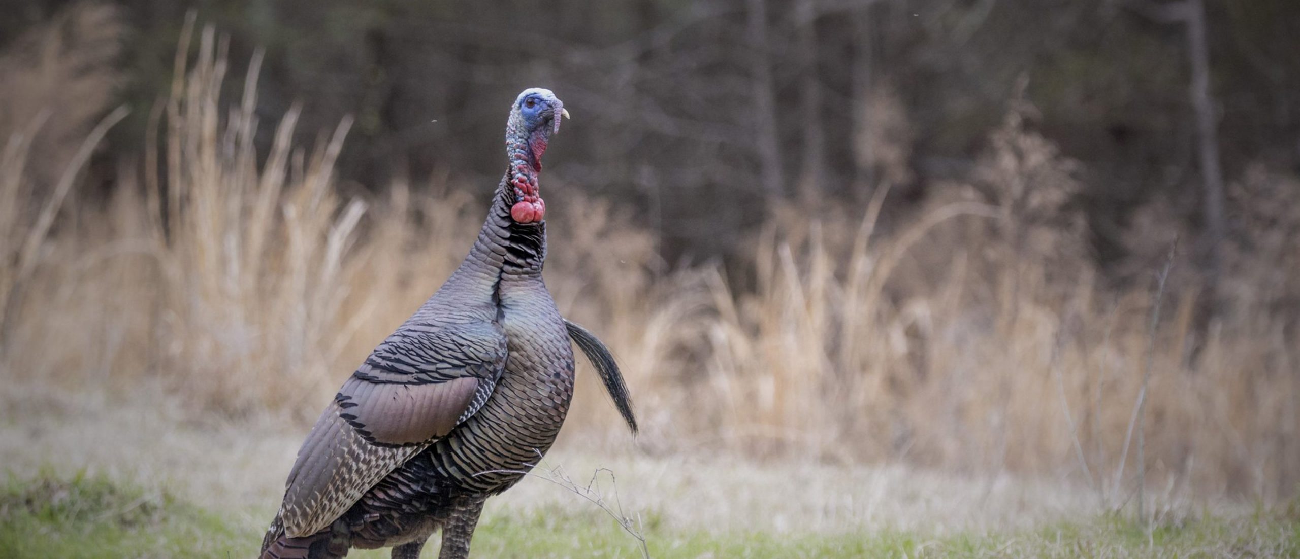 Five Senses of the Wild Turkey - The National Wild Turkey Federation