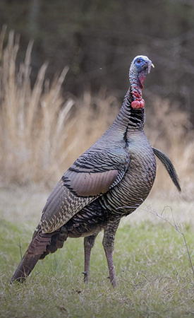 Five Senses of the Wild Turkey - The National Wild Turkey Federation