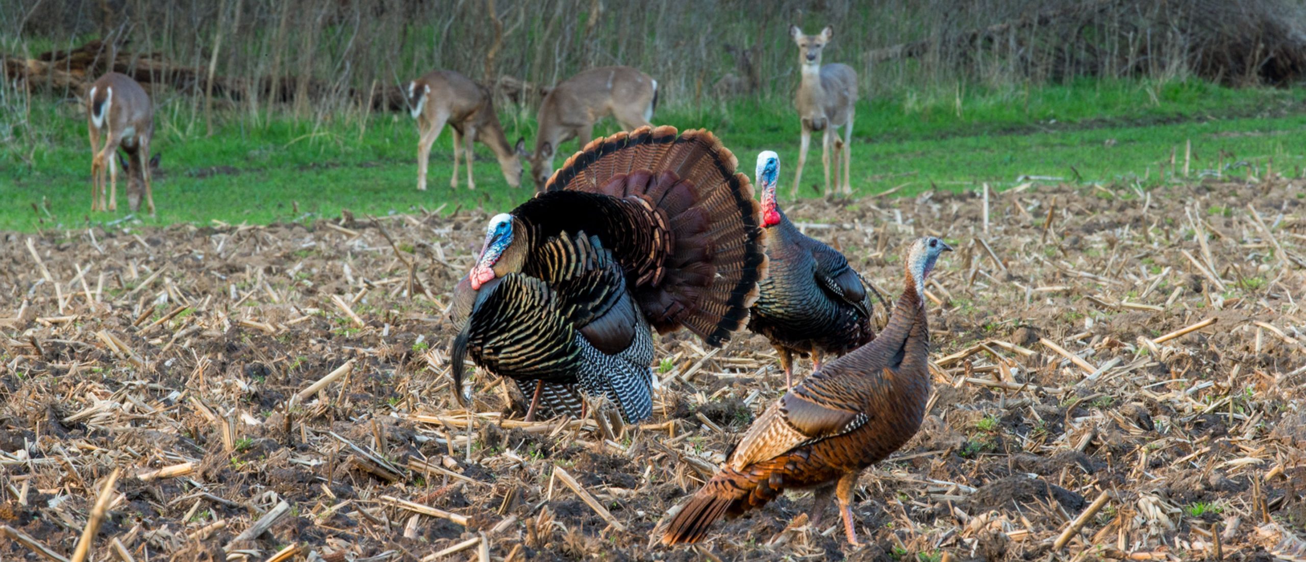 Dr. Tom: Why Some Gobblers Still Have Hens Late in the Season - The ...