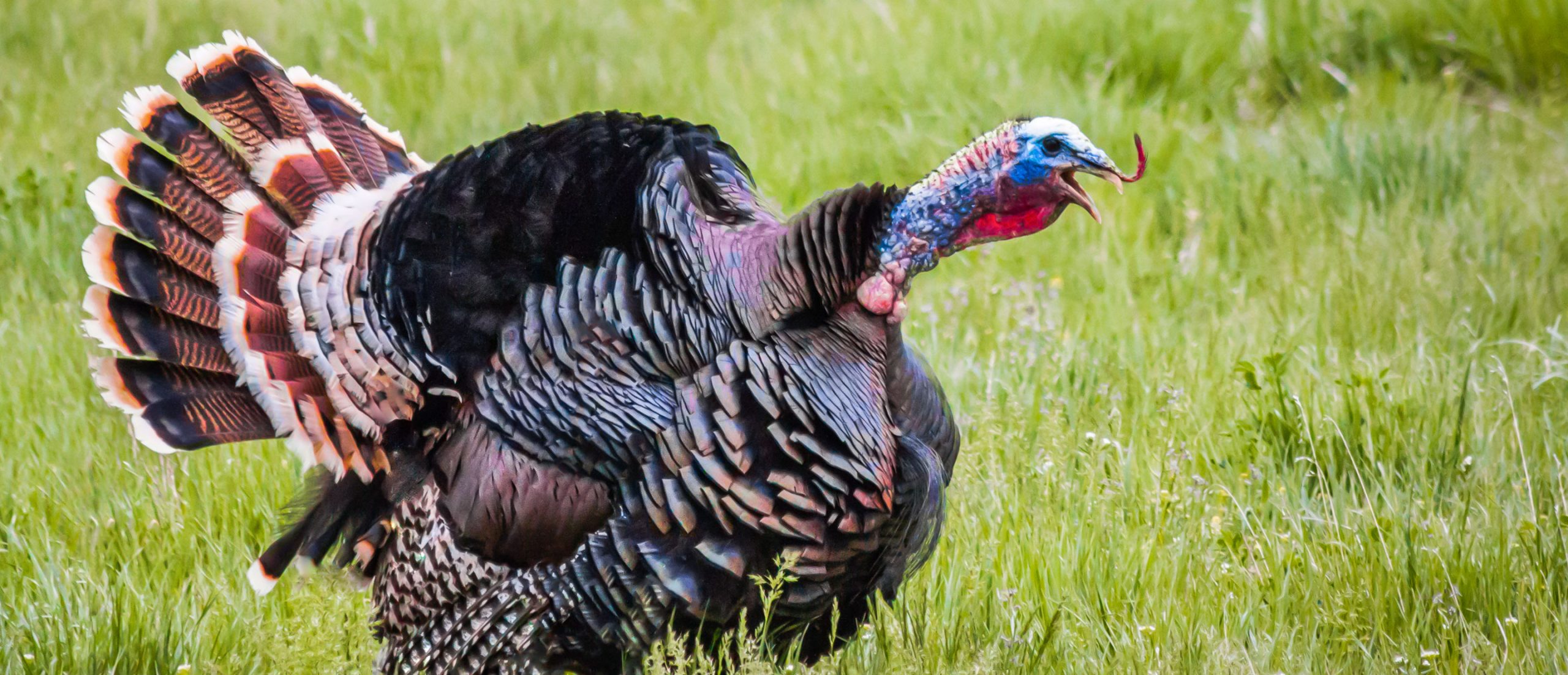 The National Wild Turkey Federation - The National Wild Turkey Federation