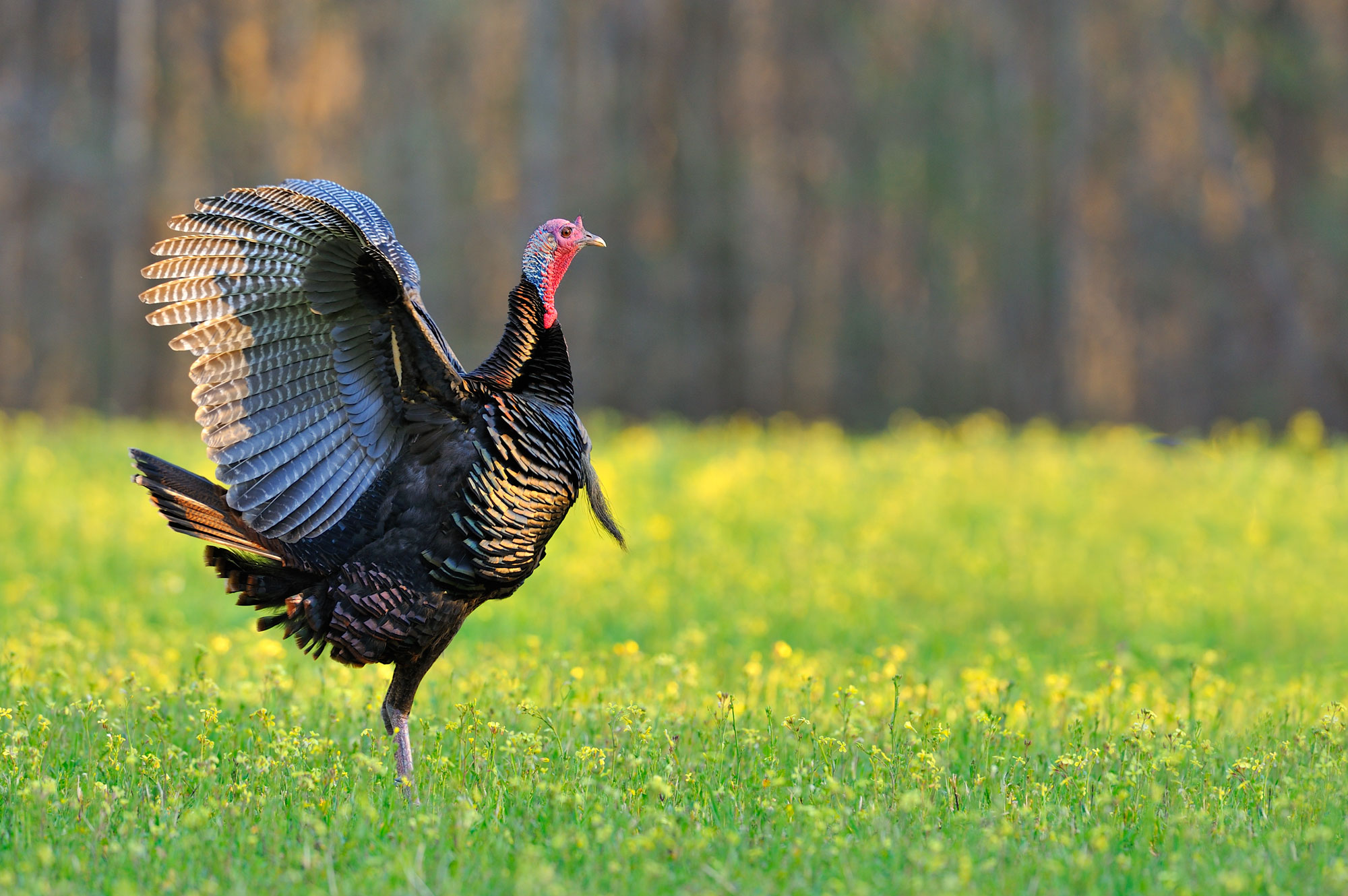 Daily Rituals of the Wild Turkey - The National Wild Turkey Federation