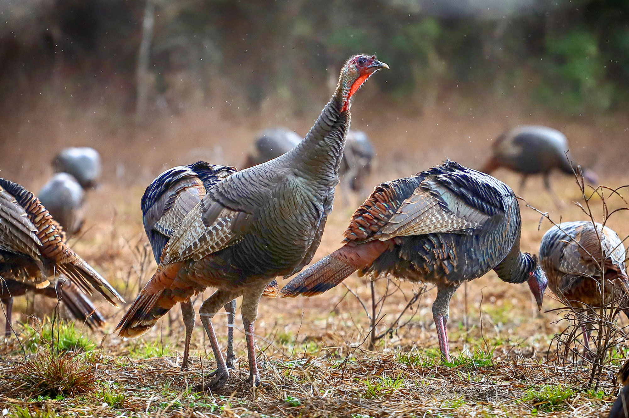 4 Facts about Declining Turkey Populations - The National Wild Turkey ...