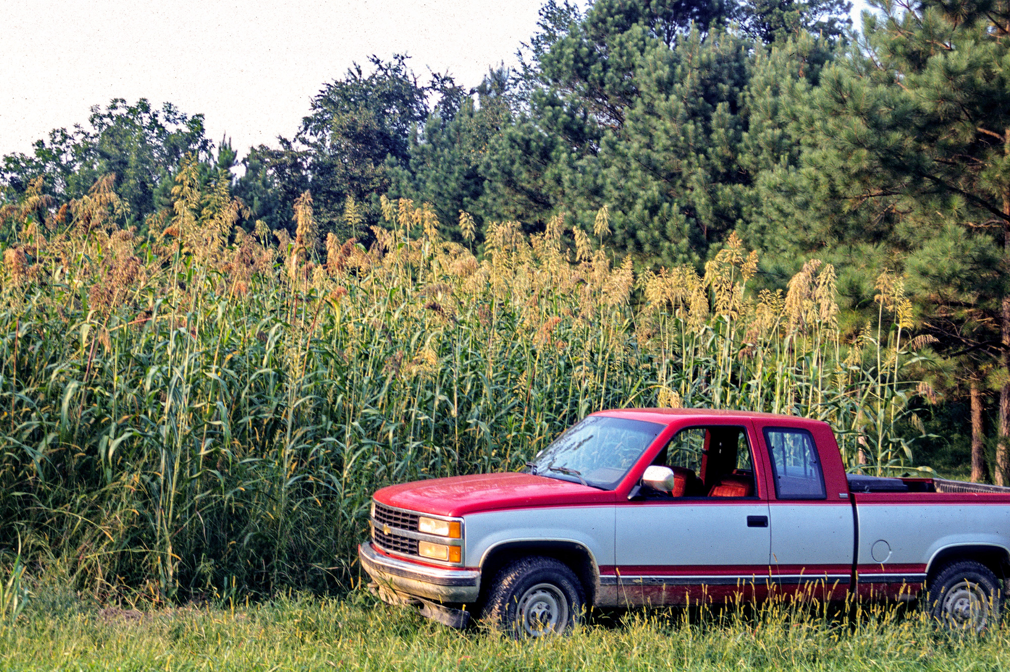Egyptian Wheat Plots - The National Wild Turkey Federation