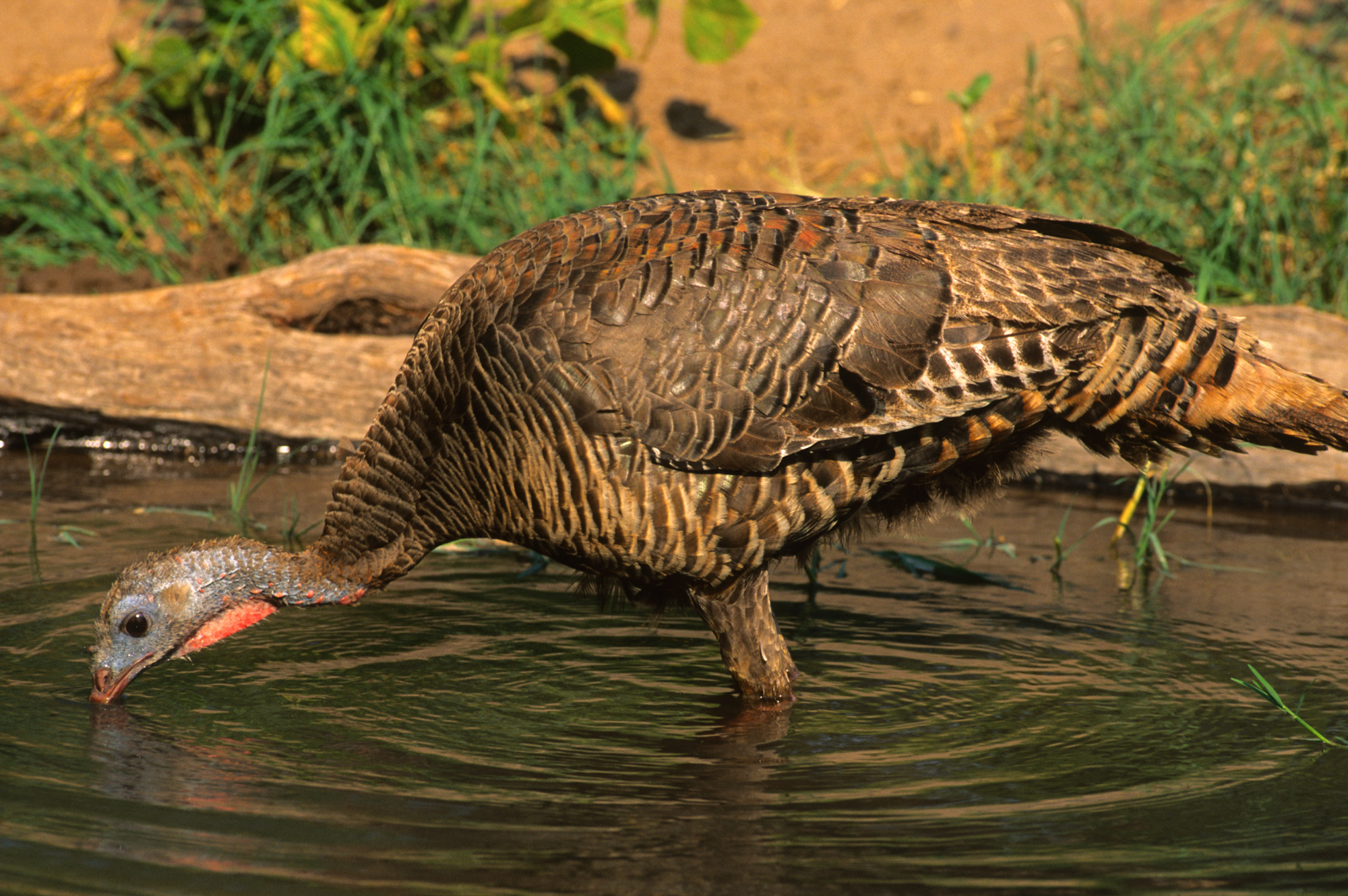 Connected by Water - The National Wild Turkey Federation