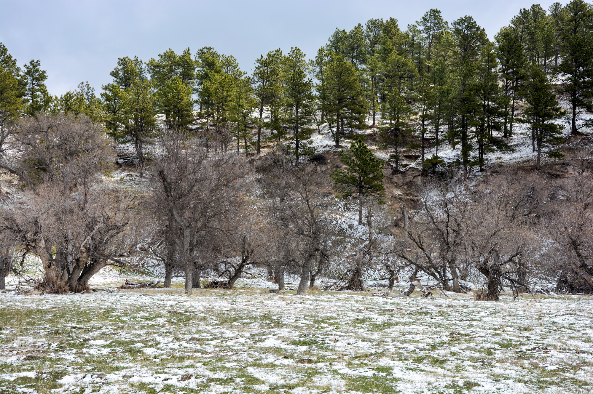 Royal Slam: Mission Complete - The National Wild Turkey Federation