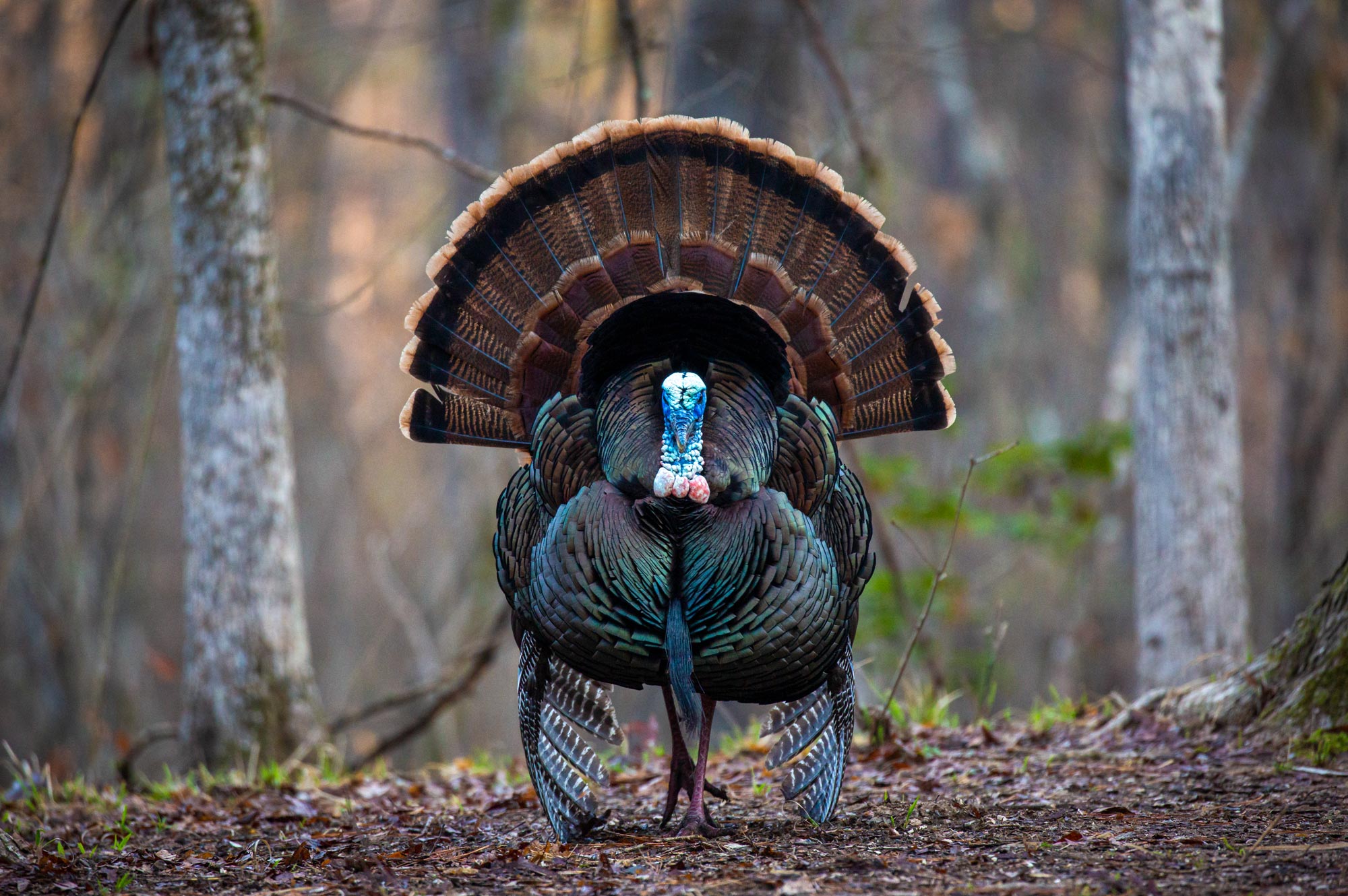 NWTF Learn to Hunt Series: 3 Turkeys You Can’t Kill - The National Wild ...
