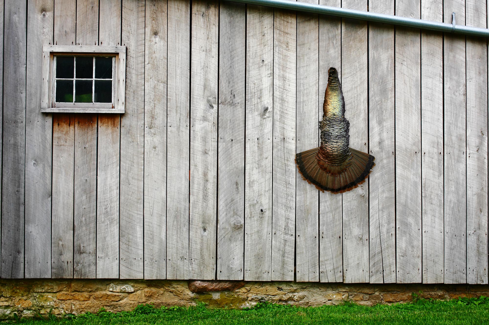 DIY: Wild Turkey Cape Mount - The National Wild Turkey Federation