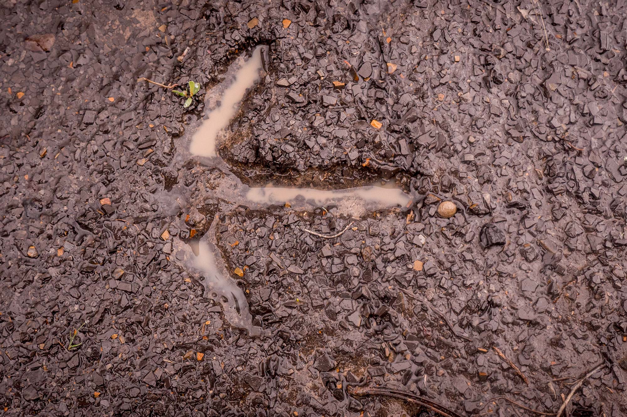 Tracking Turkeys - The National Wild Turkey Federation