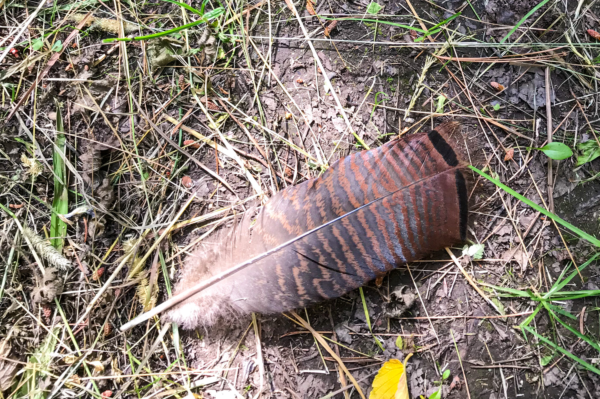 Create Your Own Wildlife Openings - The National Wild Turkey Federation