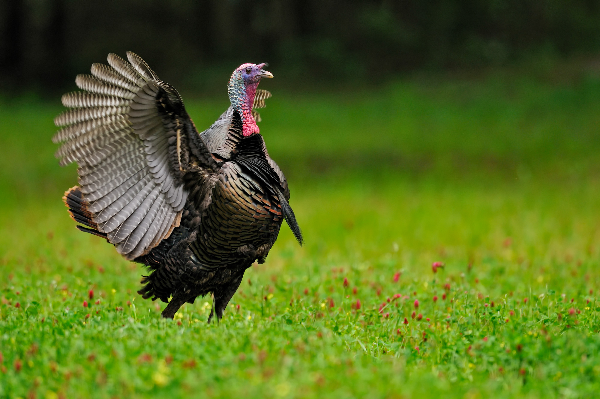 Finding Gobblers During the Nesting Period - The National Wild Turkey ...