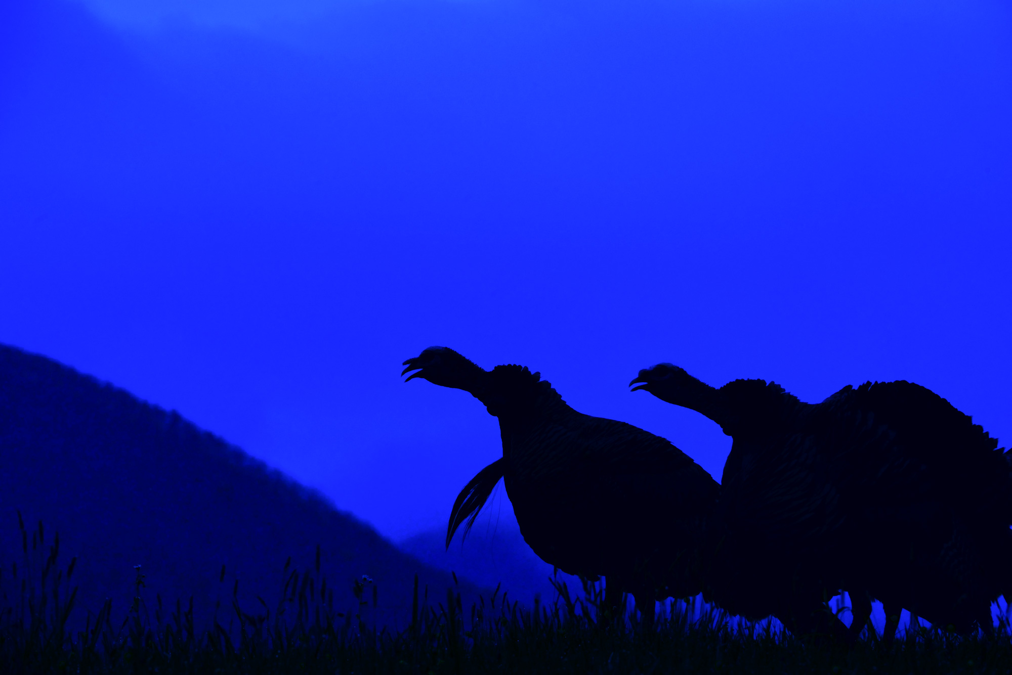 The Science of Gobbling - The National Wild Turkey Federation