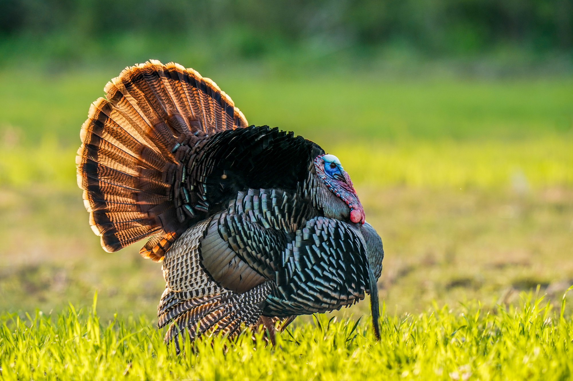 Most Turkeys Strutting Most Turkeys Strutting