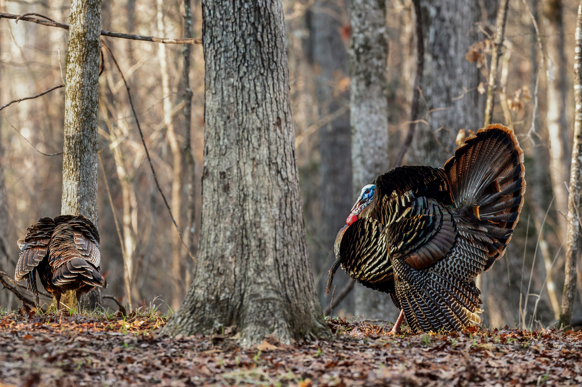 Incentivizing Better Habitat - The National Wild Turkey Federation