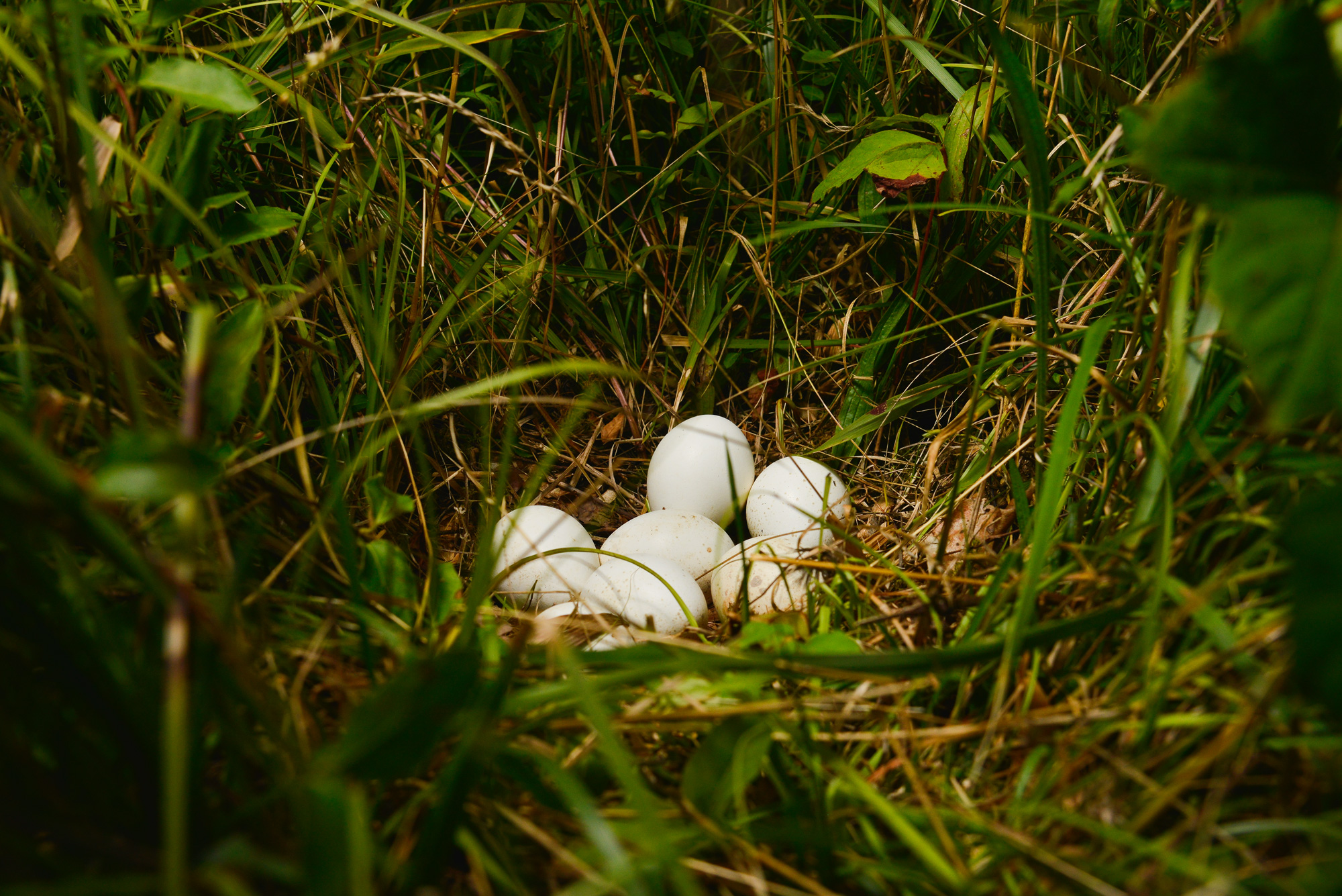 Dr. Tom: Can Hens Move Their Eggs? - The National Wild Turkey Federation
