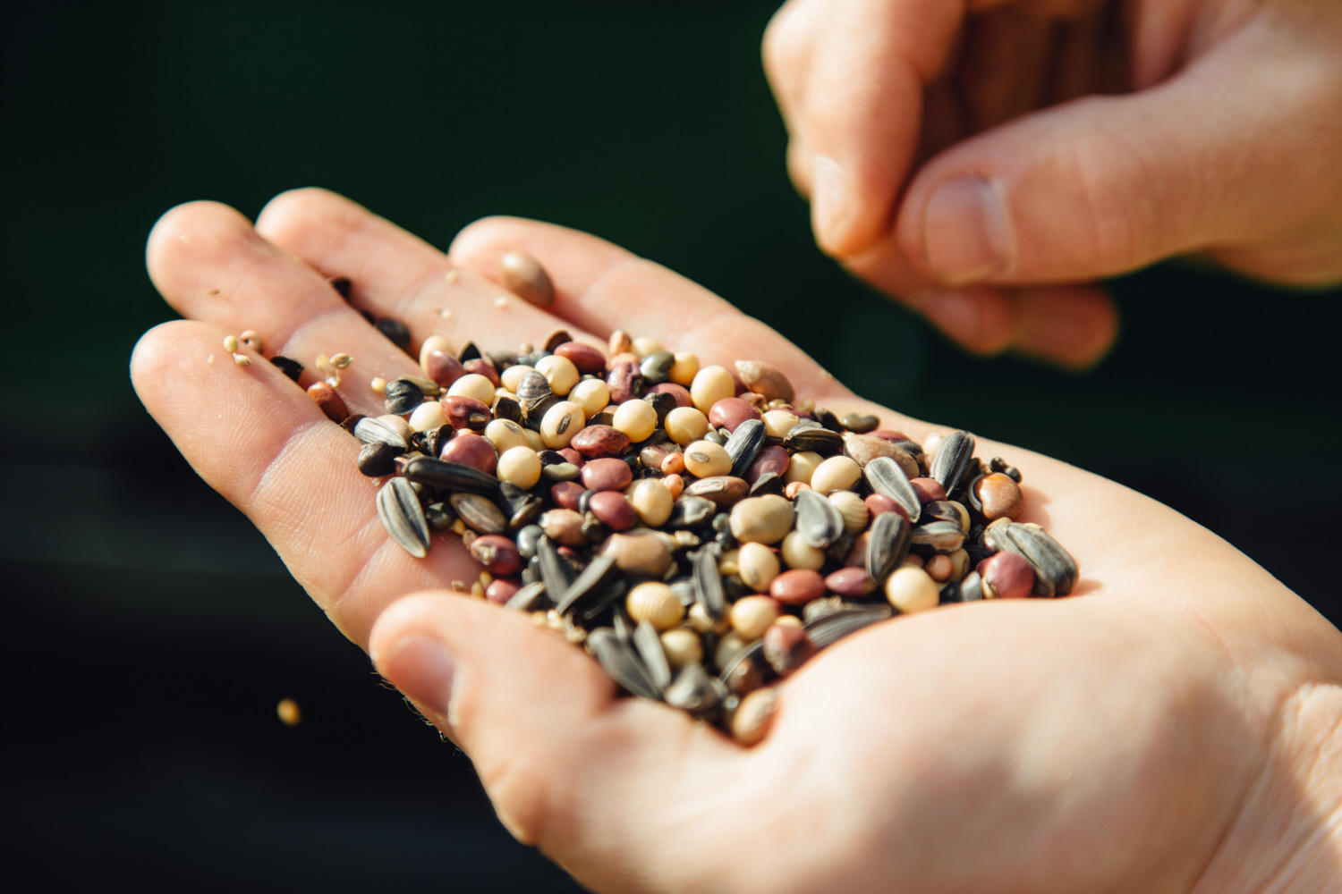 NWTF Seed - The National Wild Turkey Federation