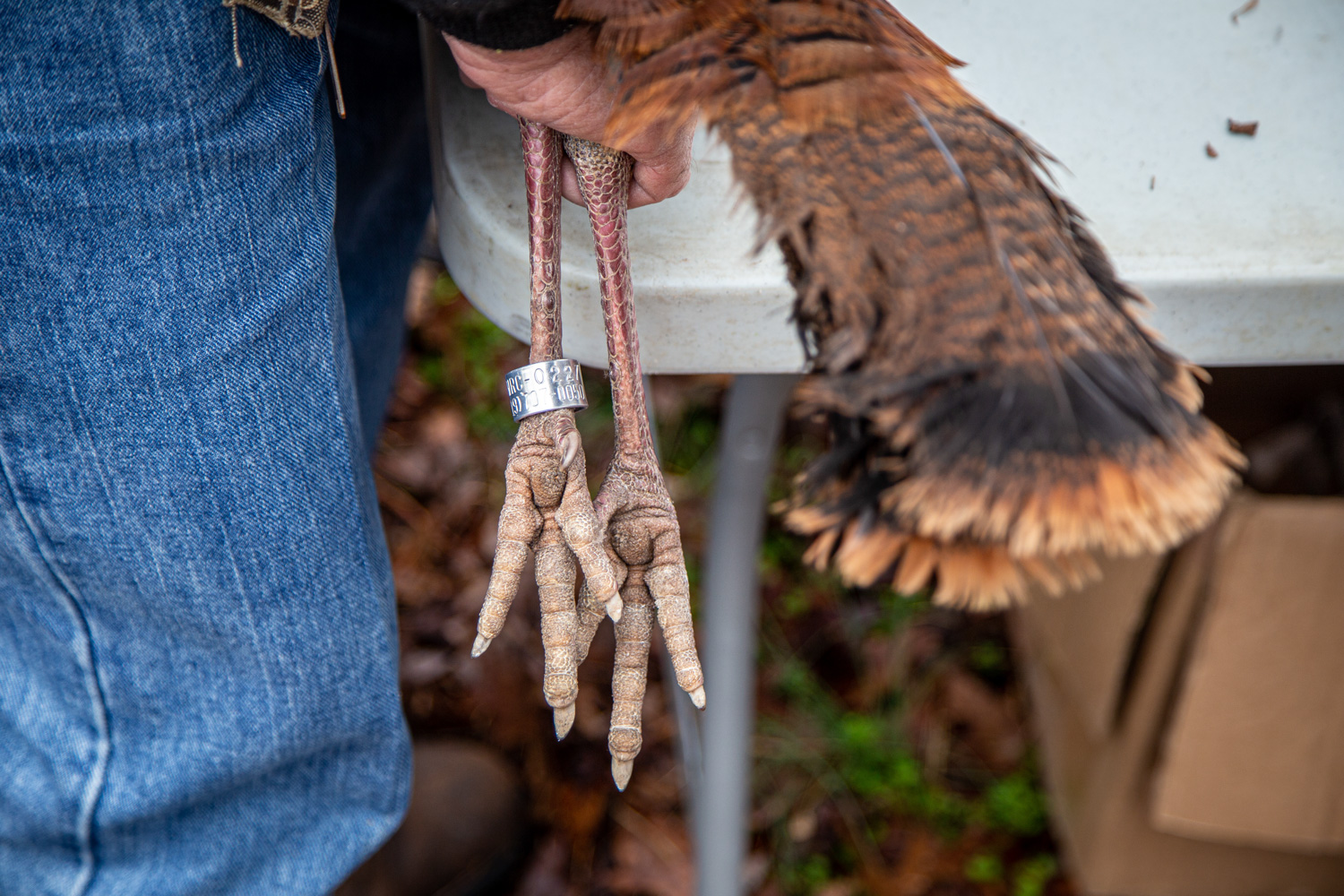 Wild Turkey Research - The National Wild Turkey Federation