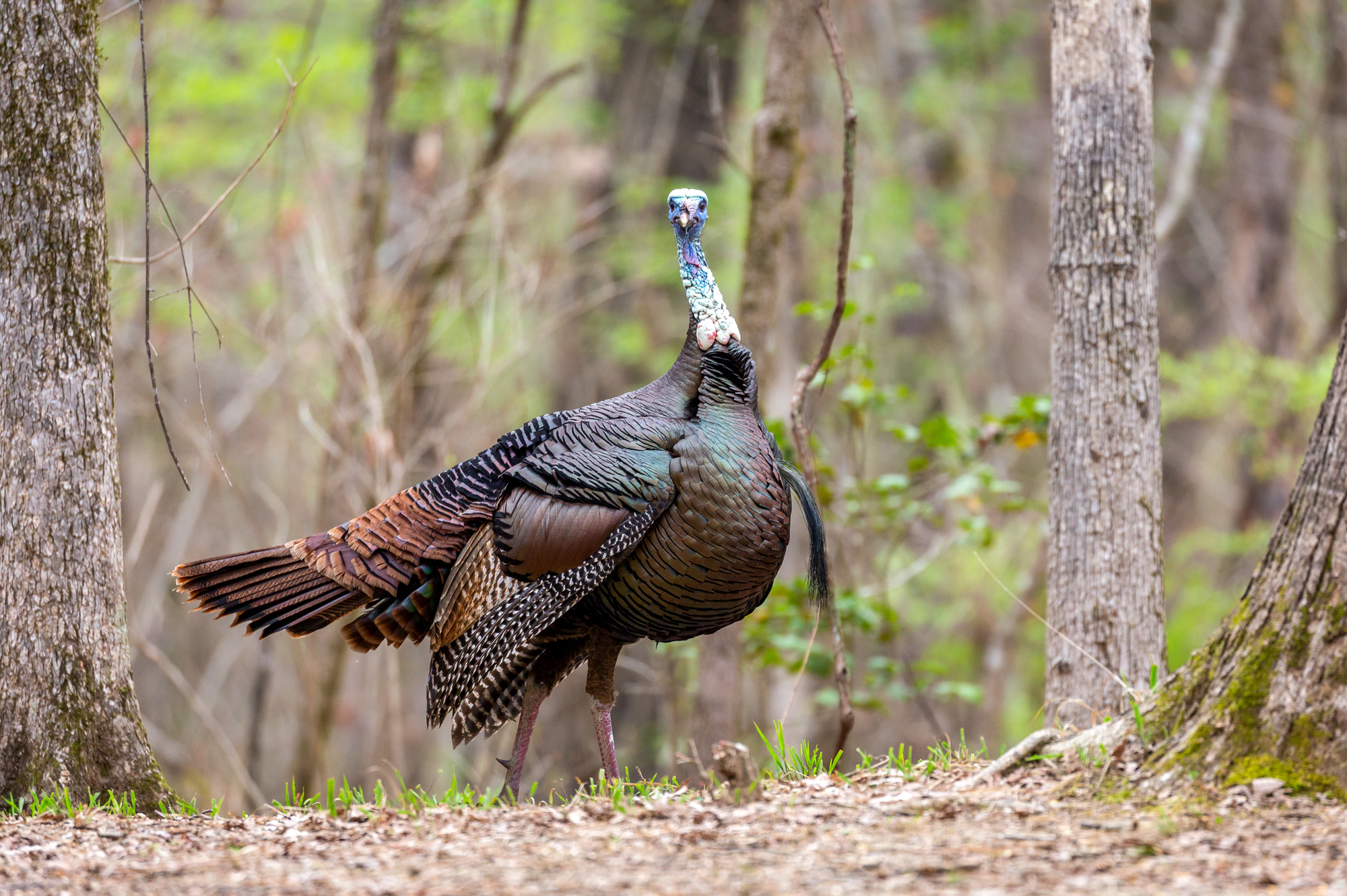 Turkeys and Terrian: The Lay of the Land Matters - The National Wild ...