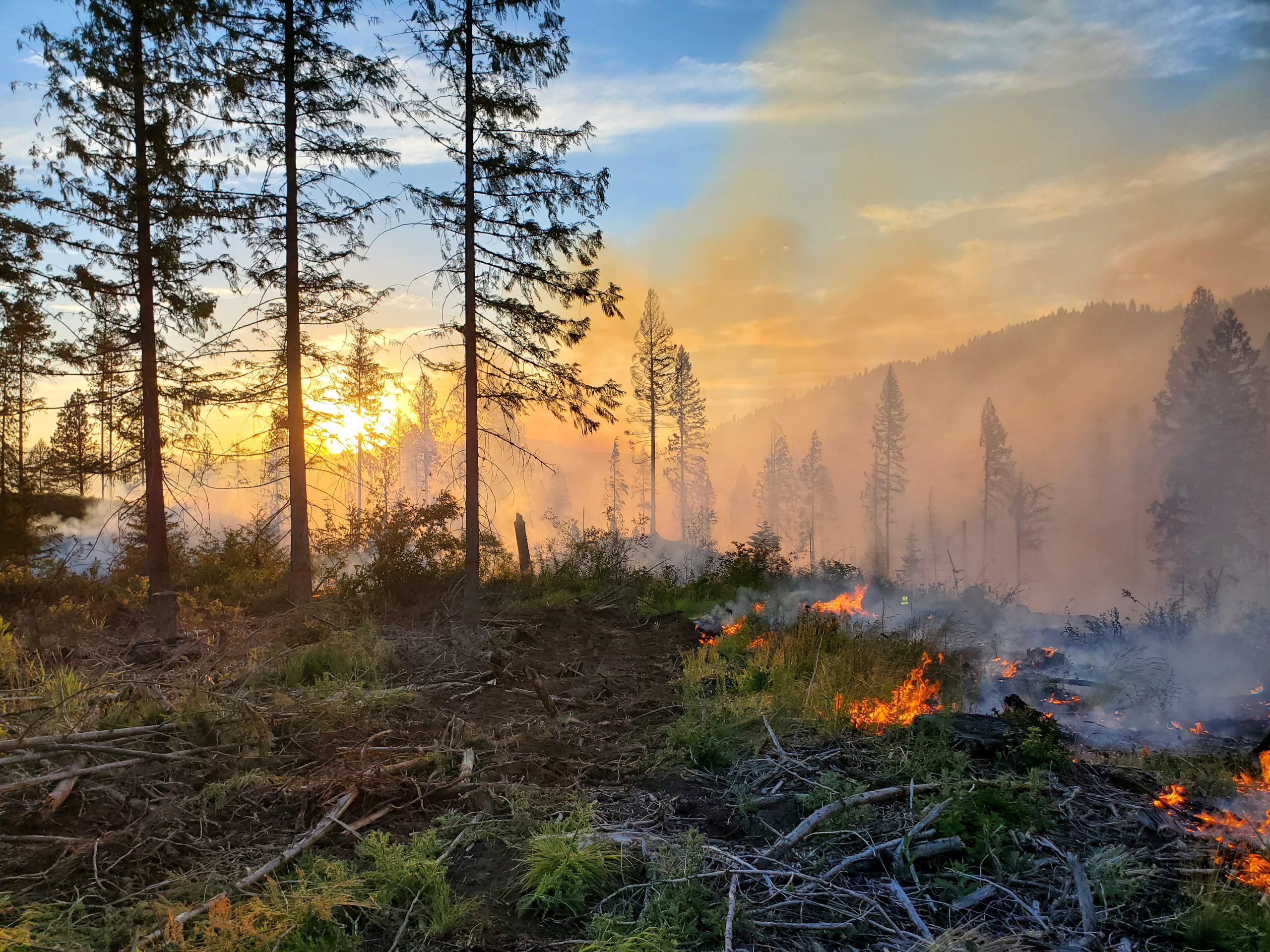 Turkeys and Fire: A Strategy for the Future - The National Wild Turkey ...