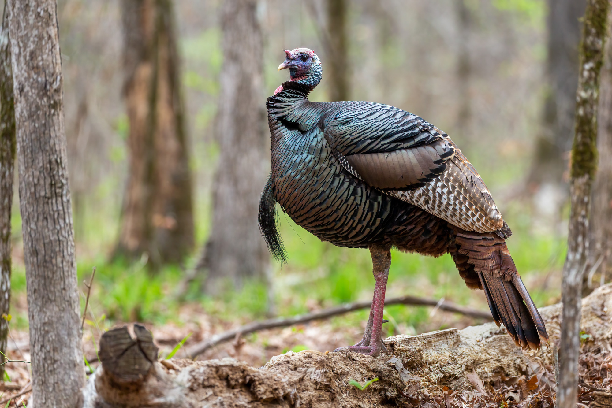 What are the NWTF’s Four Shared Values? - The National Wild Turkey ...