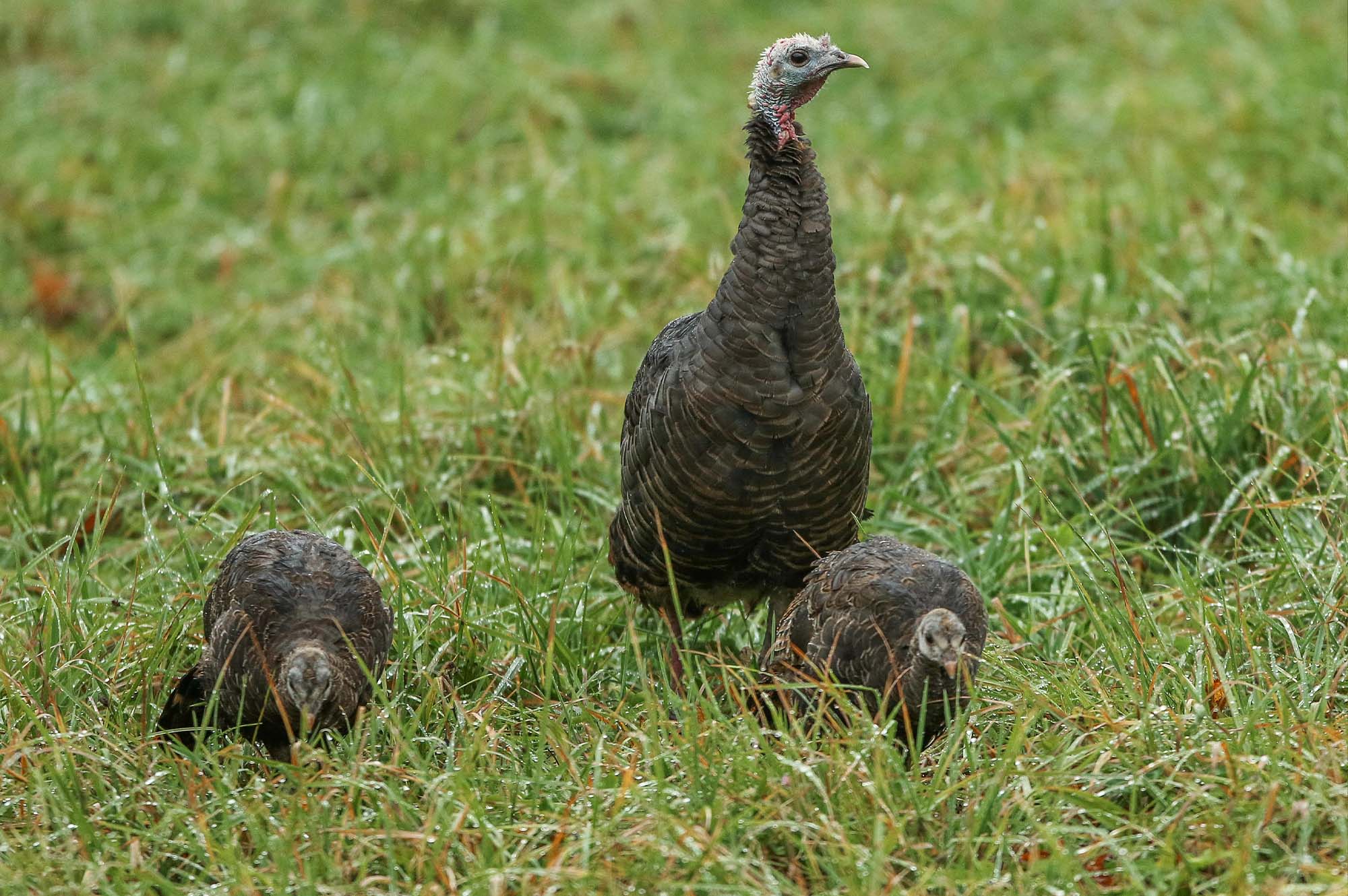 Dr. Tom: How Soon Do Wild Turkeys Need Water? - The National Wild ...