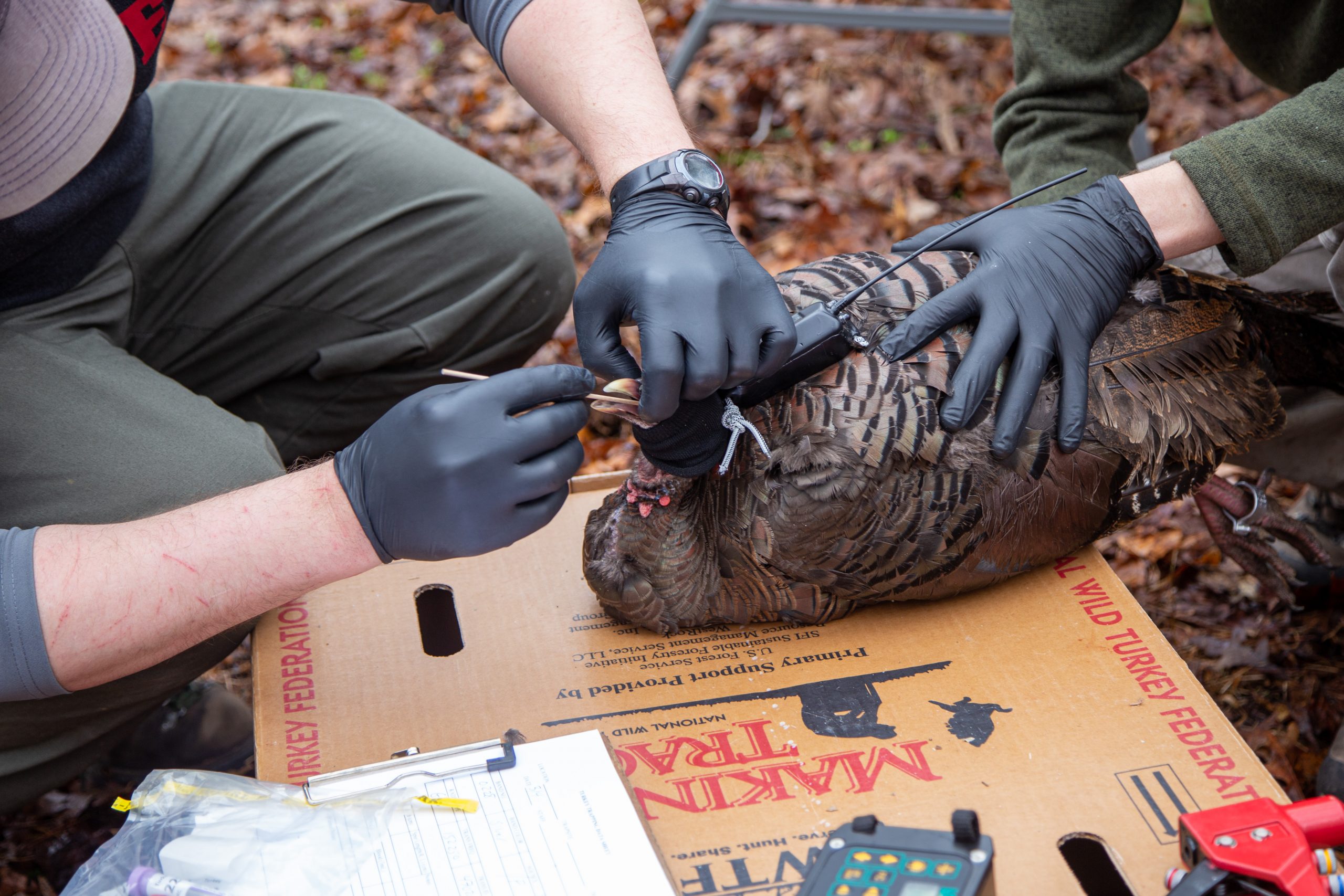 The National Wild Turkey Federation - The National Wild Turkey Federation
