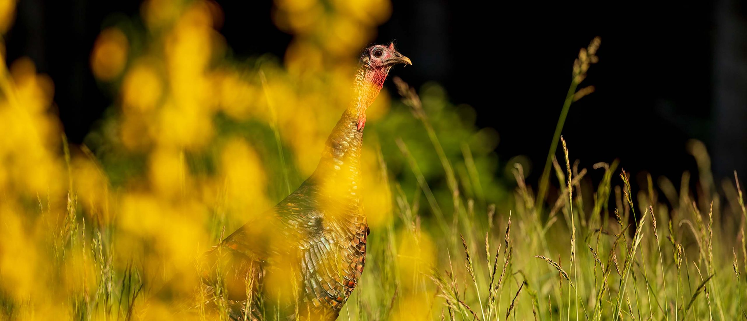 The Coming of Spring - The National Wild Turkey Federation