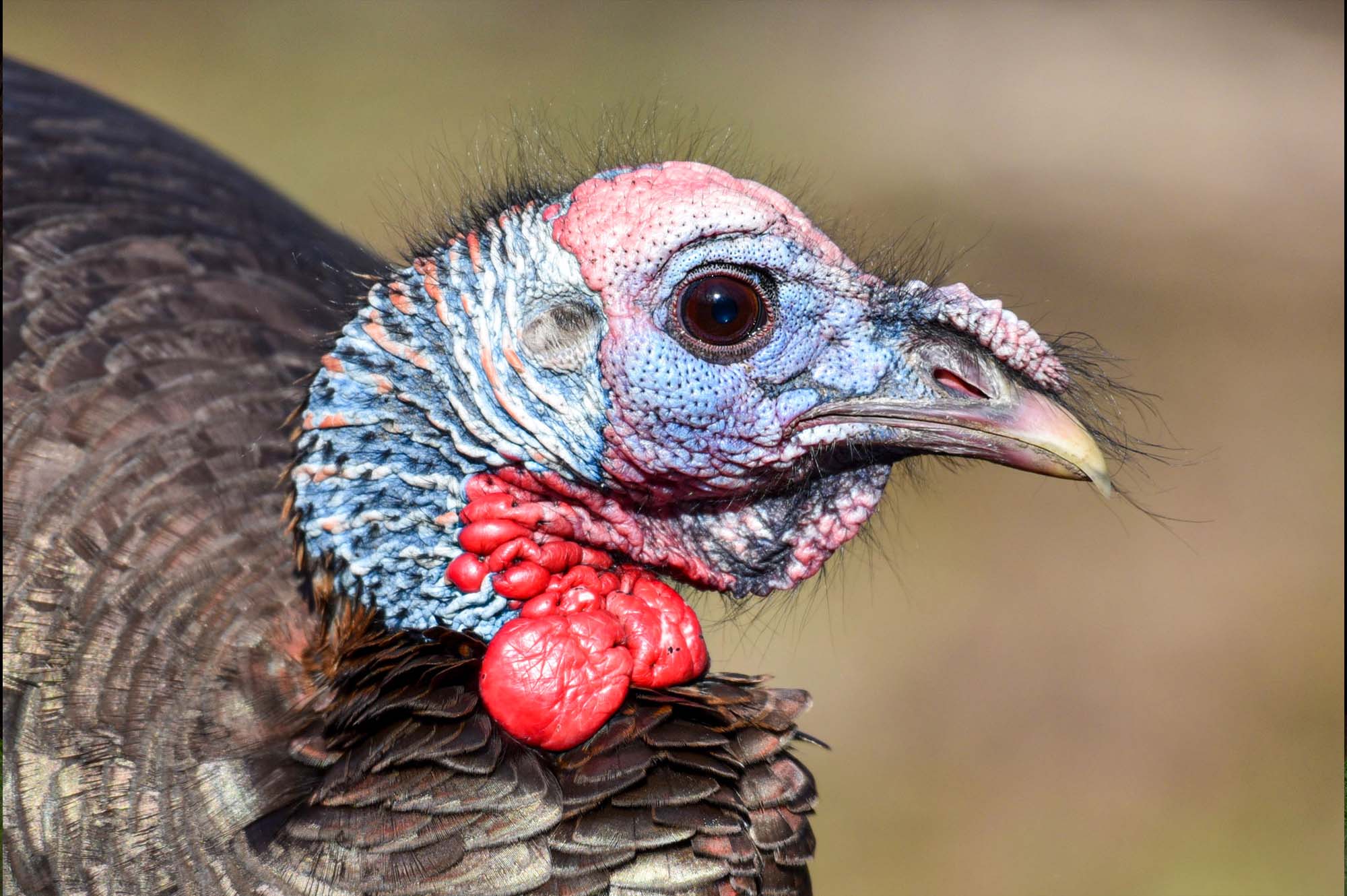Wild Turkey Anatomy - The National Wild Turkey Federation