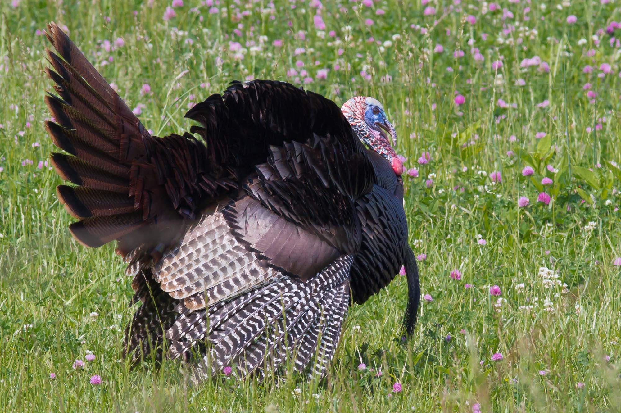 Clover Maintenance Starts in the Spring - The National Wild Turkey ...