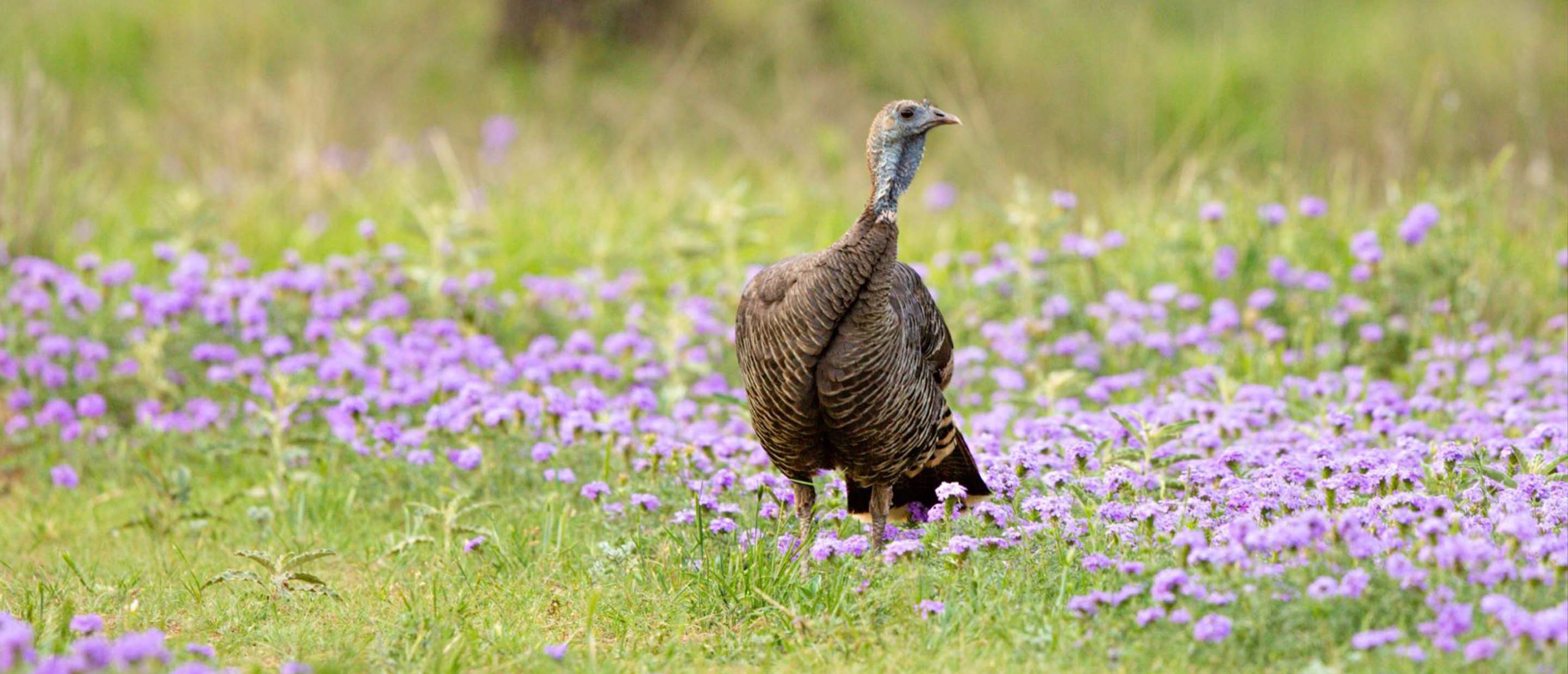 New Funding Boosts Conservation on Imperiled Habitat - The National ...
