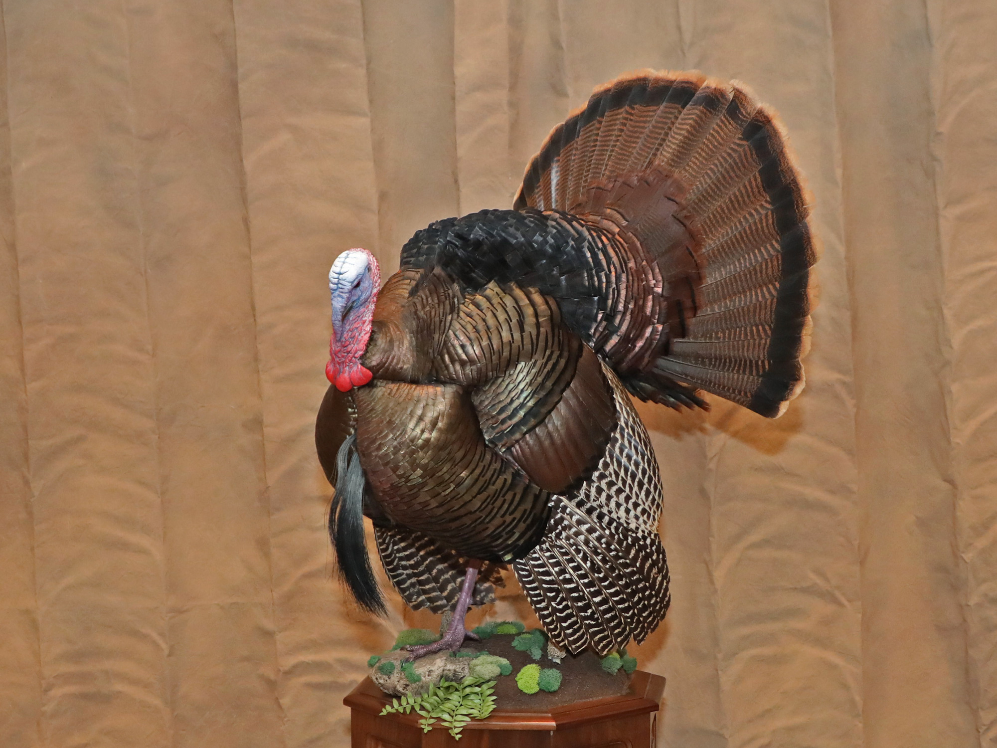 Pin Feathering and How It Ruins Wild Turkey Mounts - The National Wild ...