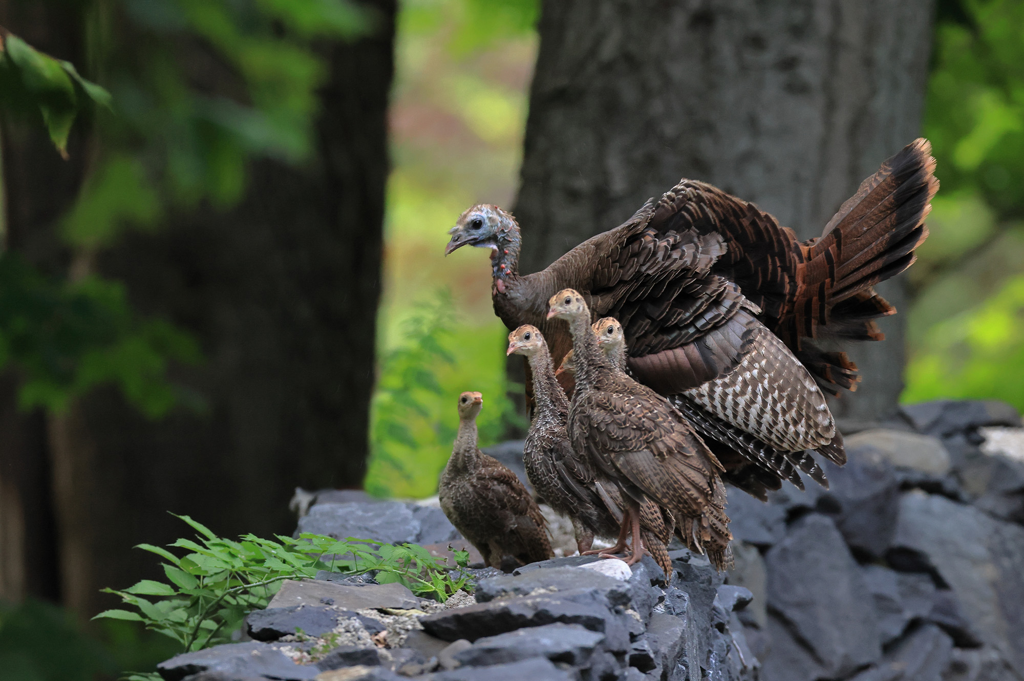 Wild Turkey Research as Important as Ever - The National Wild Turkey ...