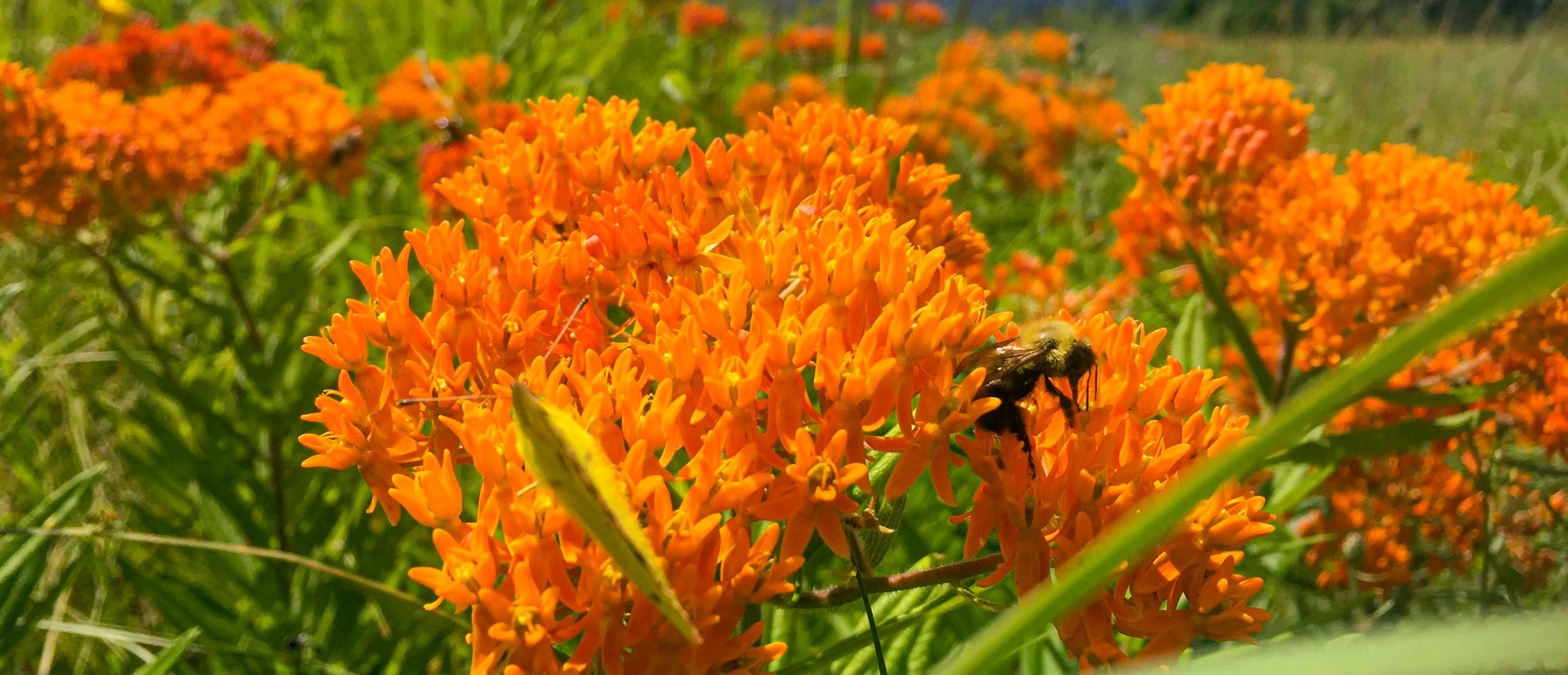 Pollinators, Partnerships and Perfect Habitat - The National Wild ...