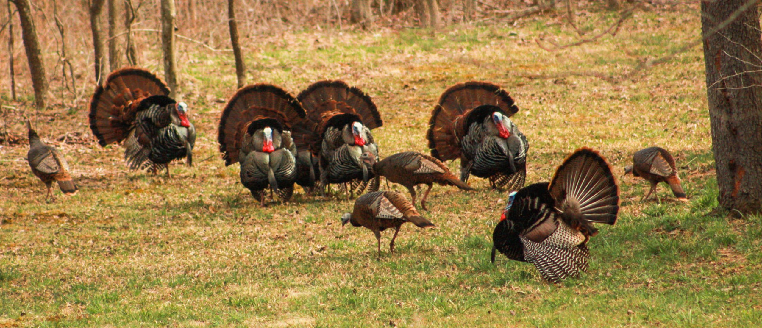Backyard Chickens Pose Risks to Wild Turkeys - The National Wild Turkey ...