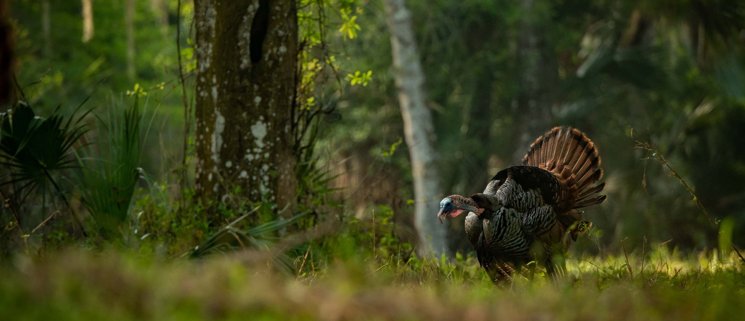 Florida Heat and Oak Motte Moves - The National Wild Turkey Federation