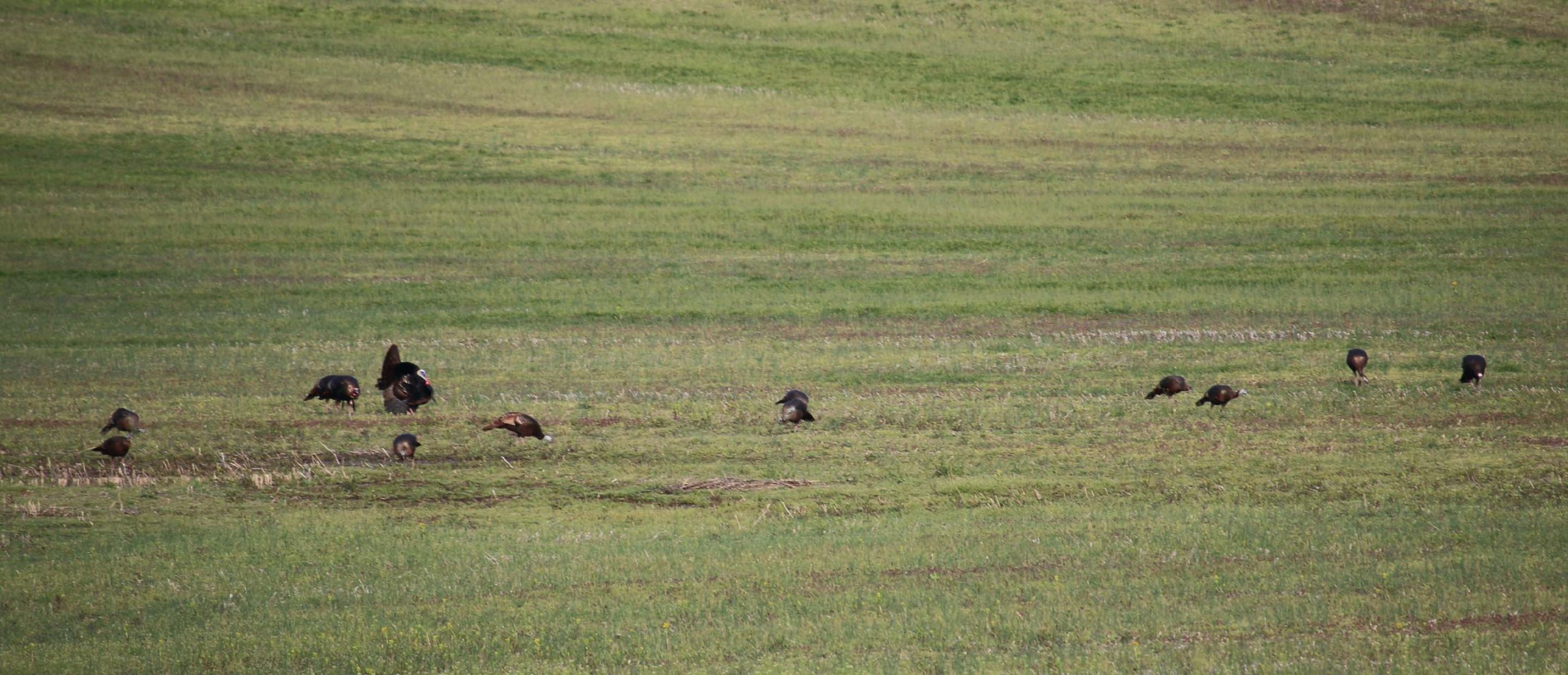 How to Speed Scout for Turkeys - The National Wild Turkey Federation