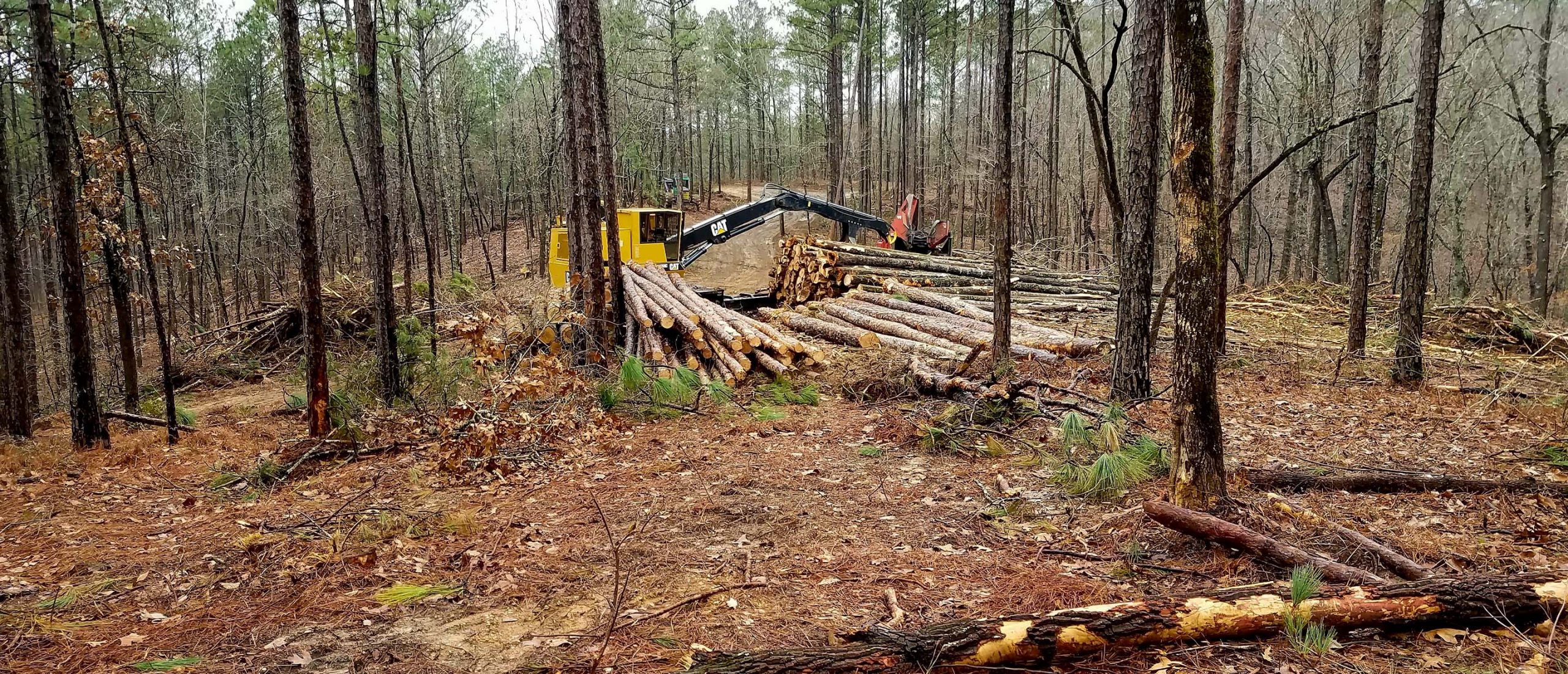 Is My Timber Worth a Million Bucks? - The National Wild Turkey Federation