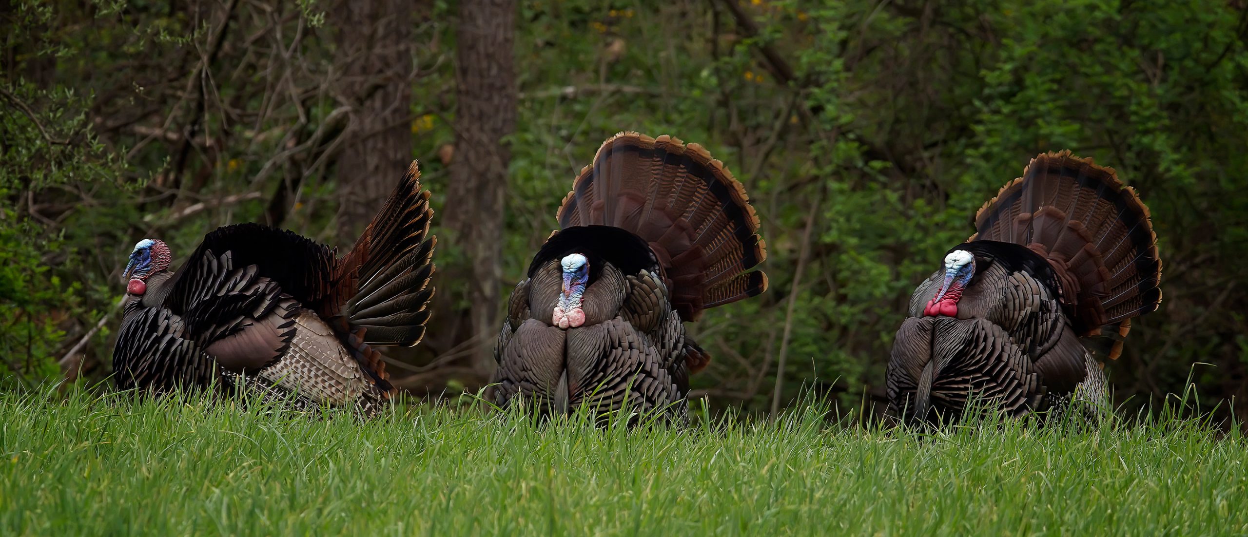 12th National Wild Turkey Symposium Kicked Off with Call to Action ...