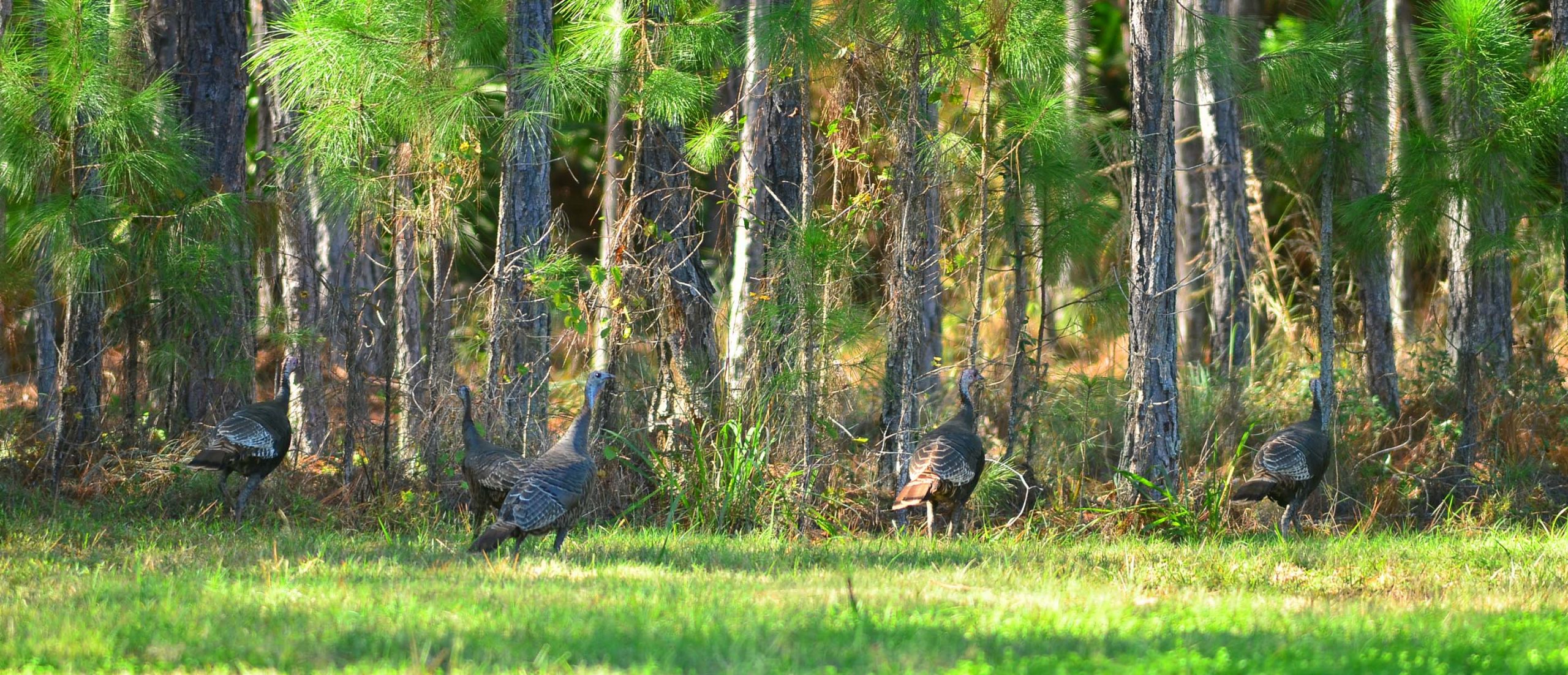 Longleaf Matters - The National Wild Turkey Federation