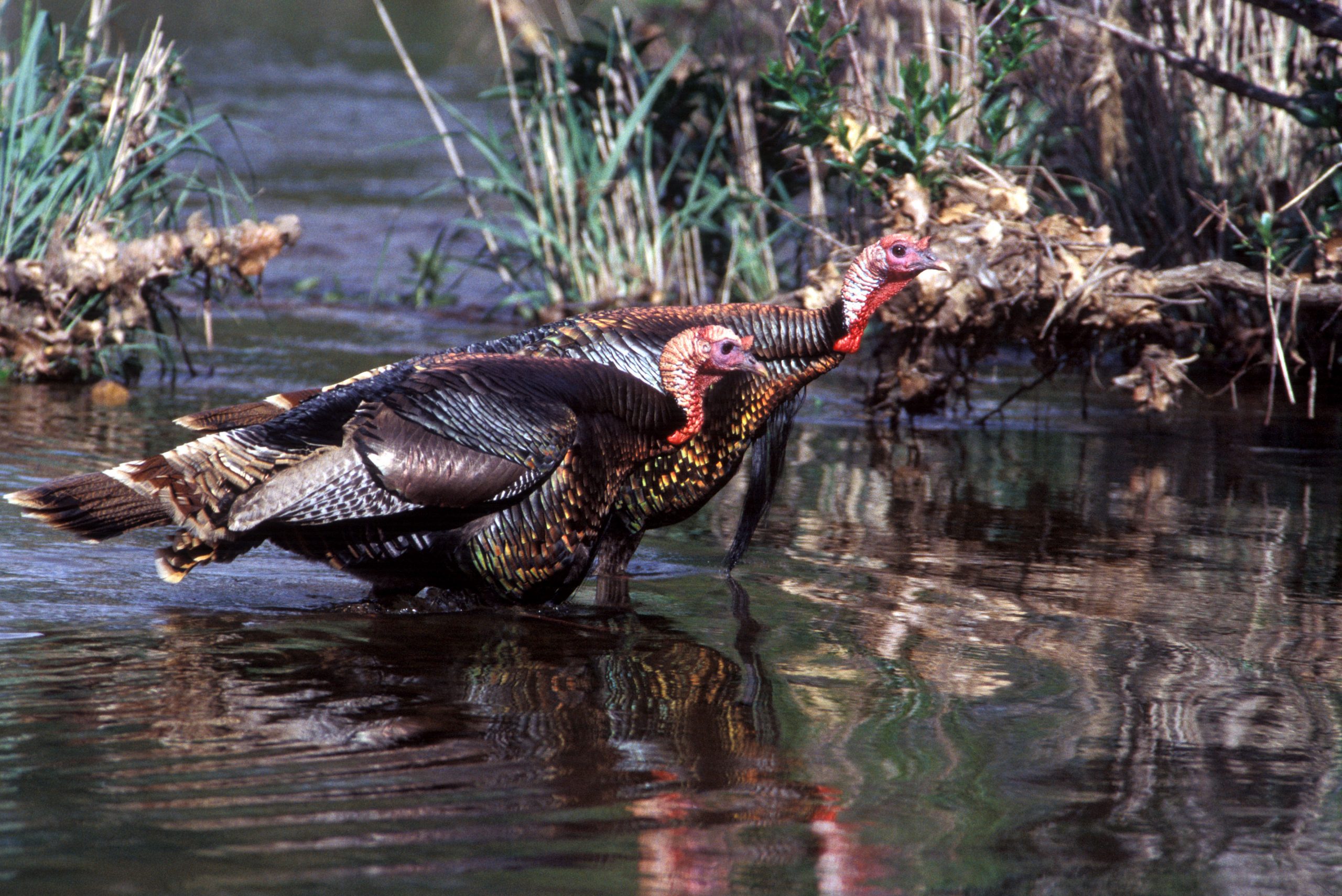 Wild Turkey Research - The National Wild Turkey Federation