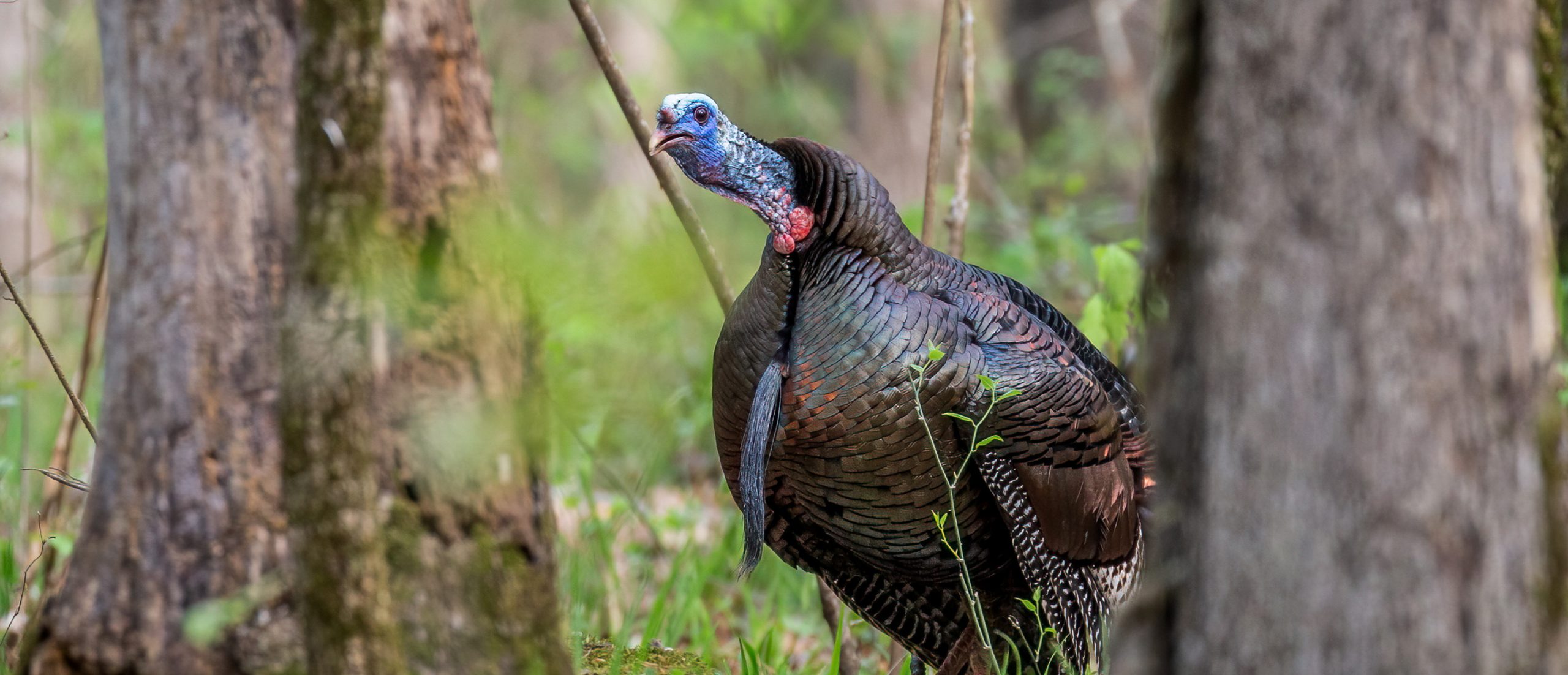 Blunder Birds: 10 Ways to Mess Up a Turkey Hunt - The National Wild ...