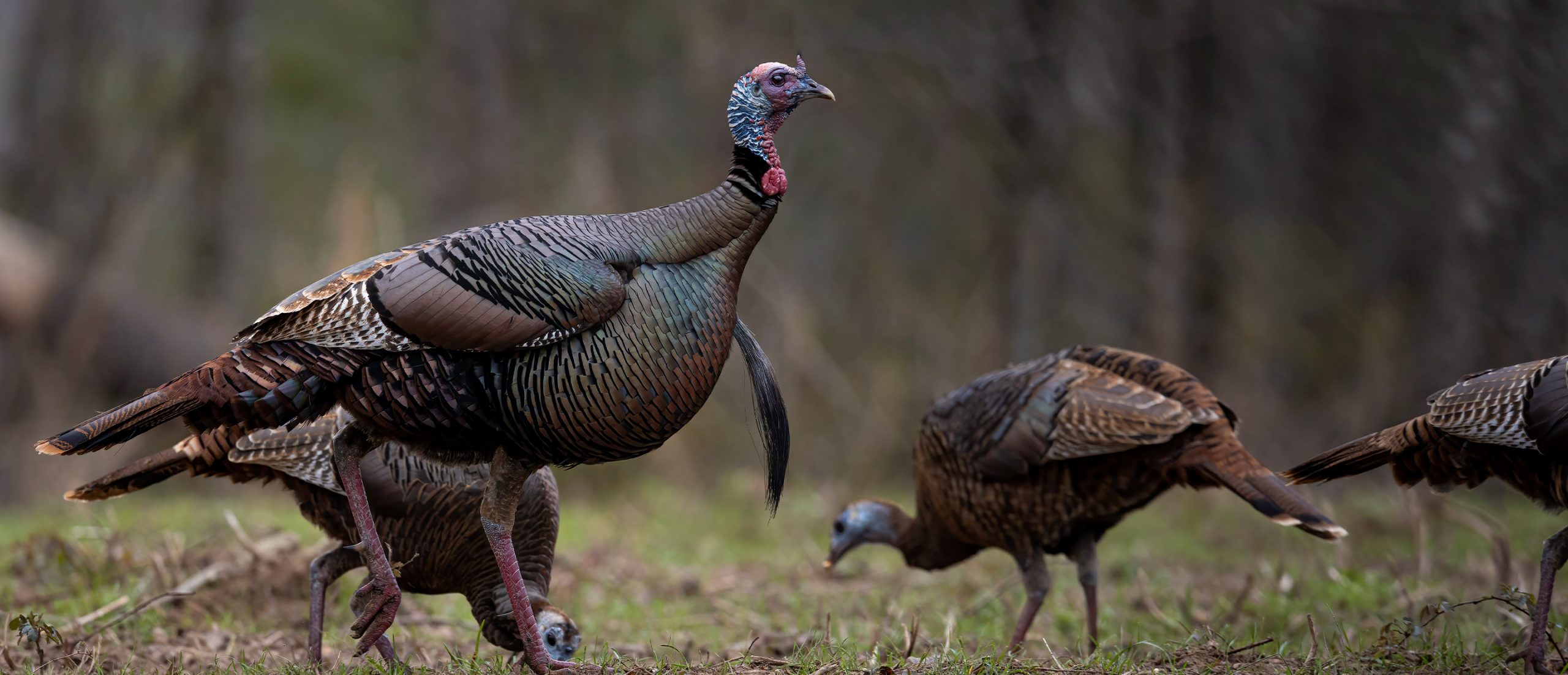 Greenville Wild Turkey, SC - The National Wild Turkey Federation