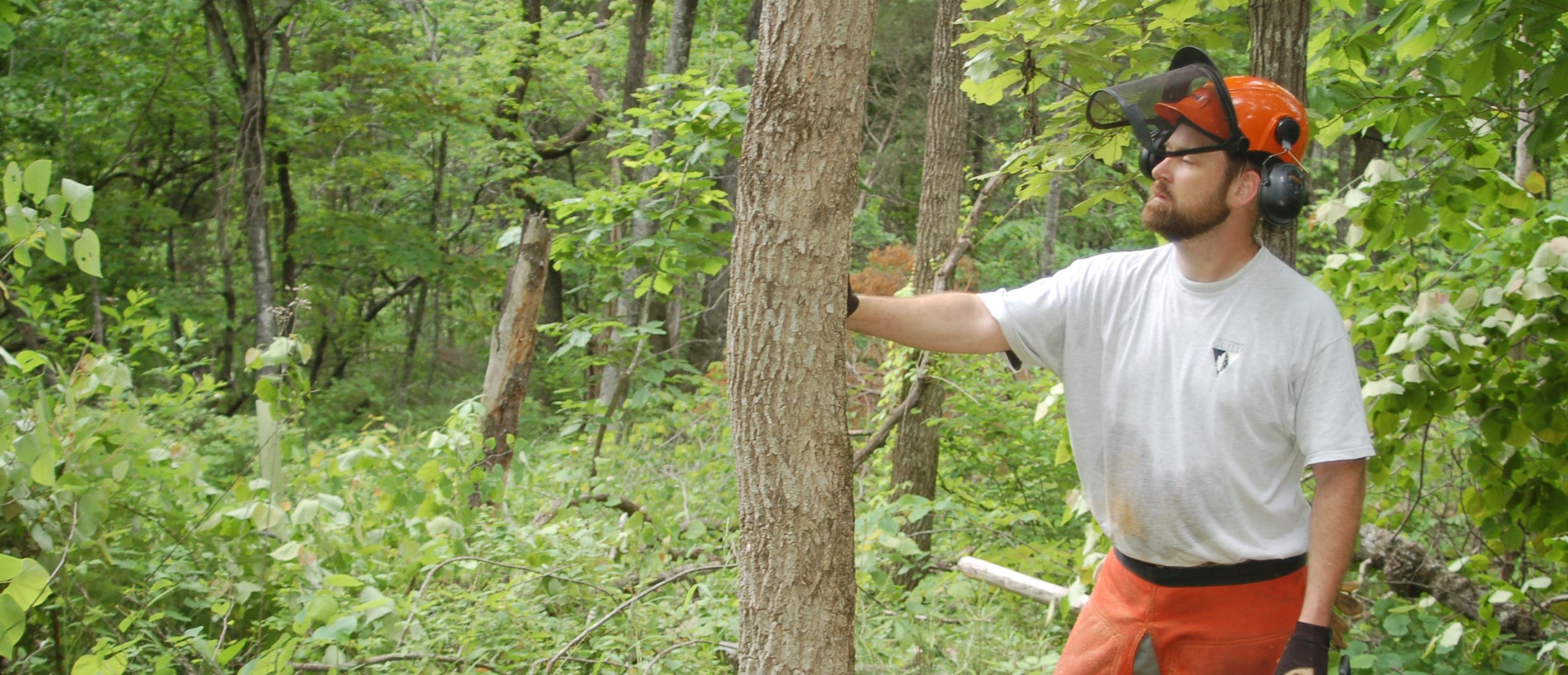 Making the Most of the Ash Trees’s Demise - The National Wild Turkey ...