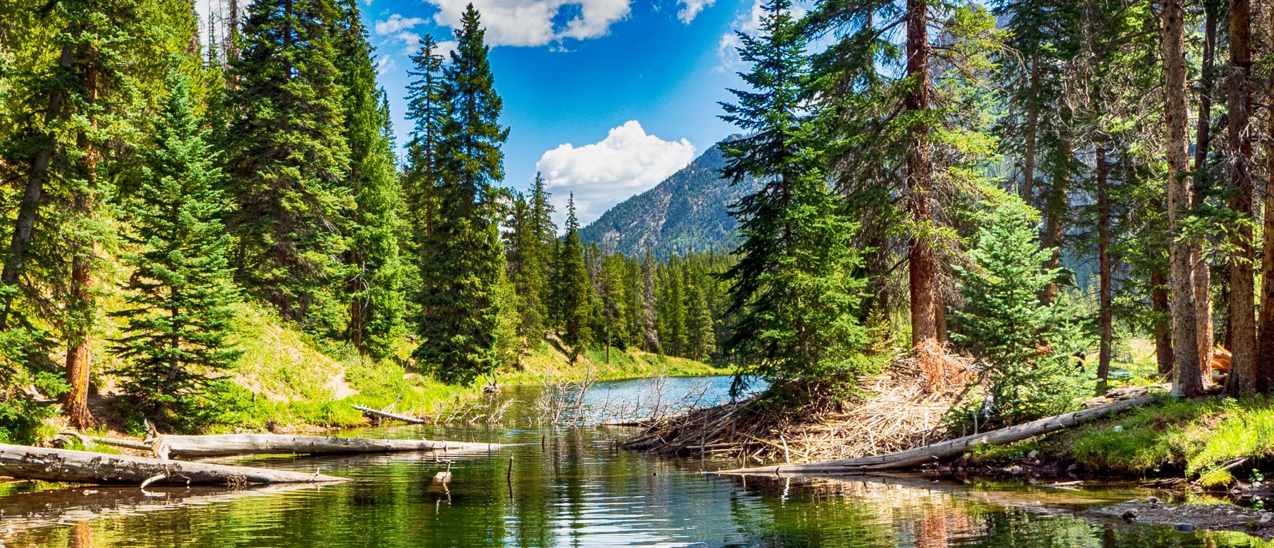 A Model in Conservation - The National Wild Turkey Federation